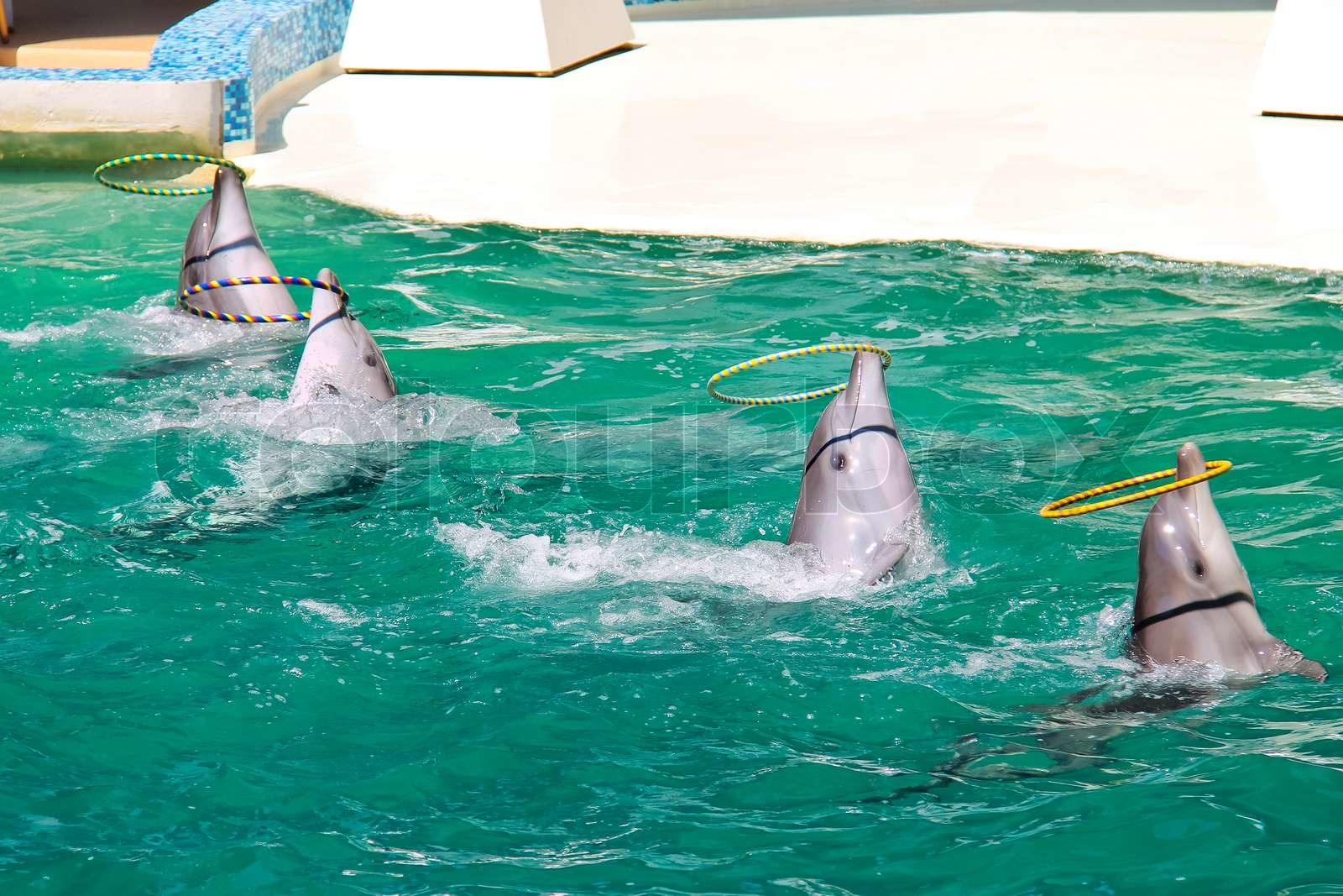 Dolphins twist the rings on water show | Stock image | Colourbox