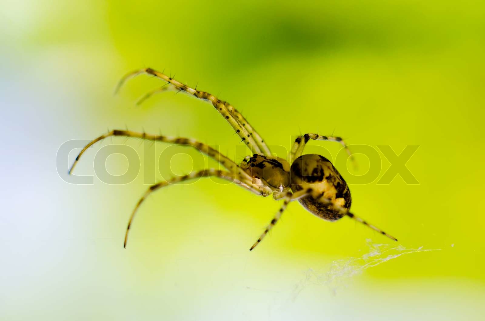 spider | Stock image | Colourbox