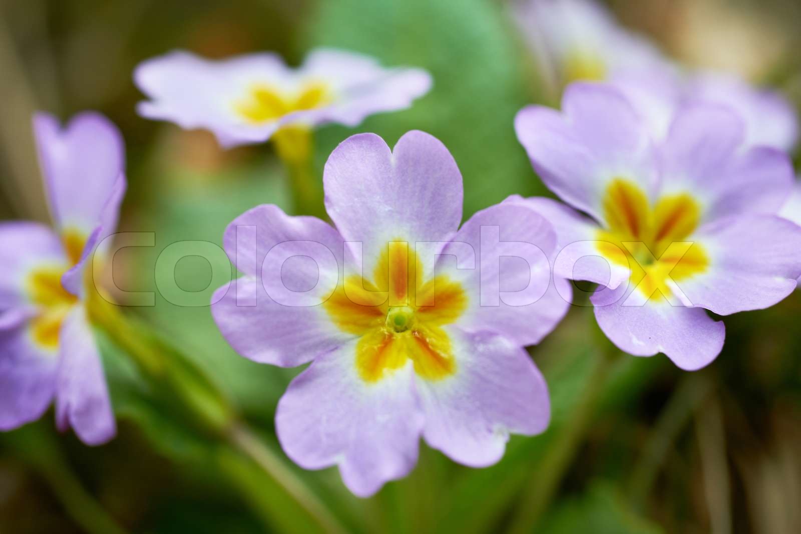 Spring pink flowers | Stock image | Colourbox