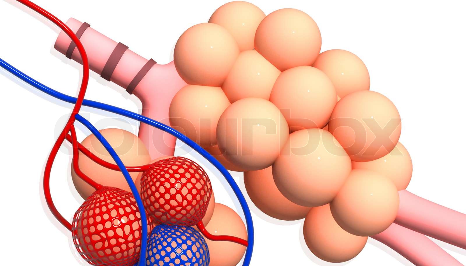 alveoler | Stock foto | Colourbox