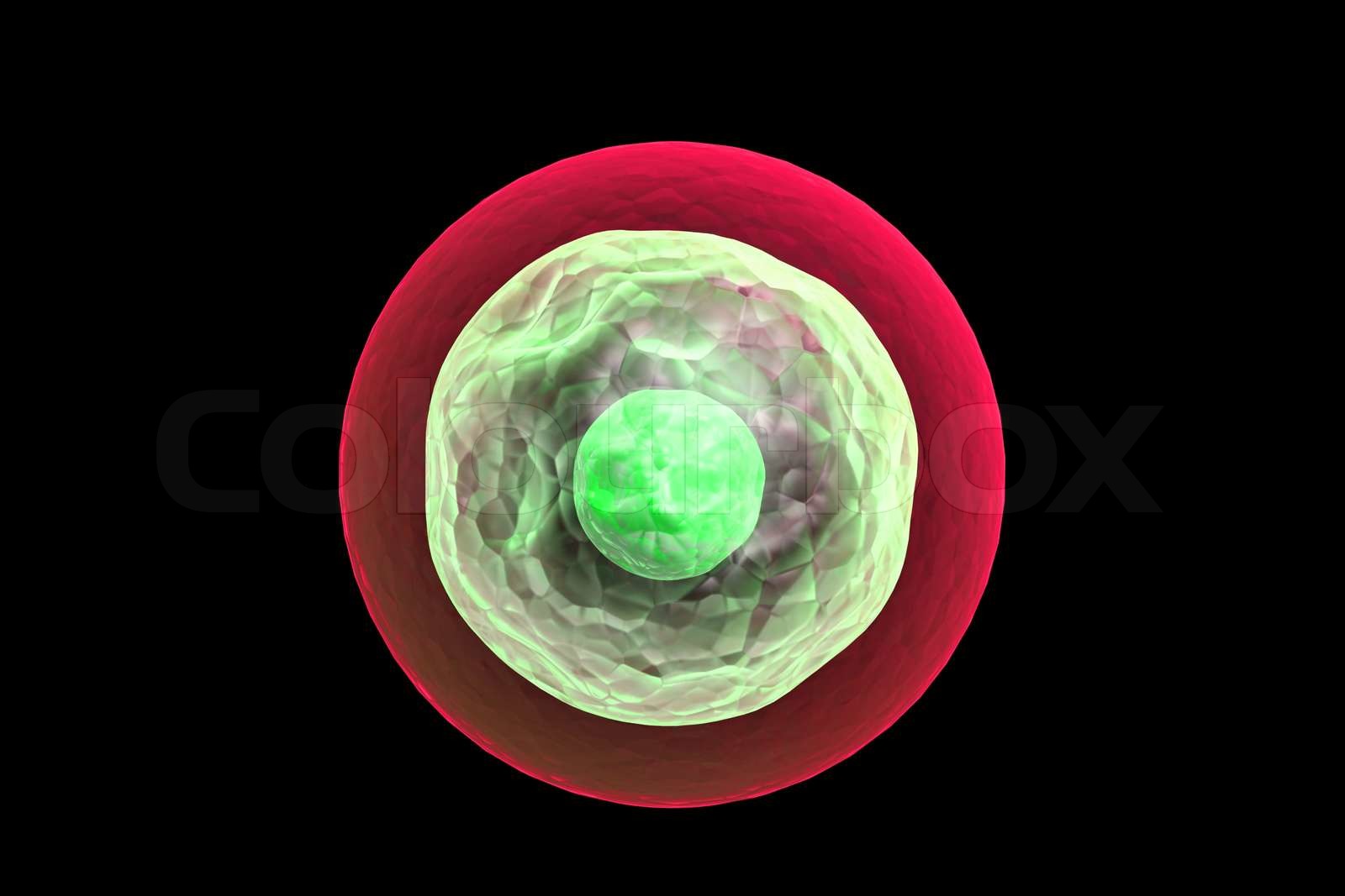 Human Egg Cell Stock Image Colourbox 