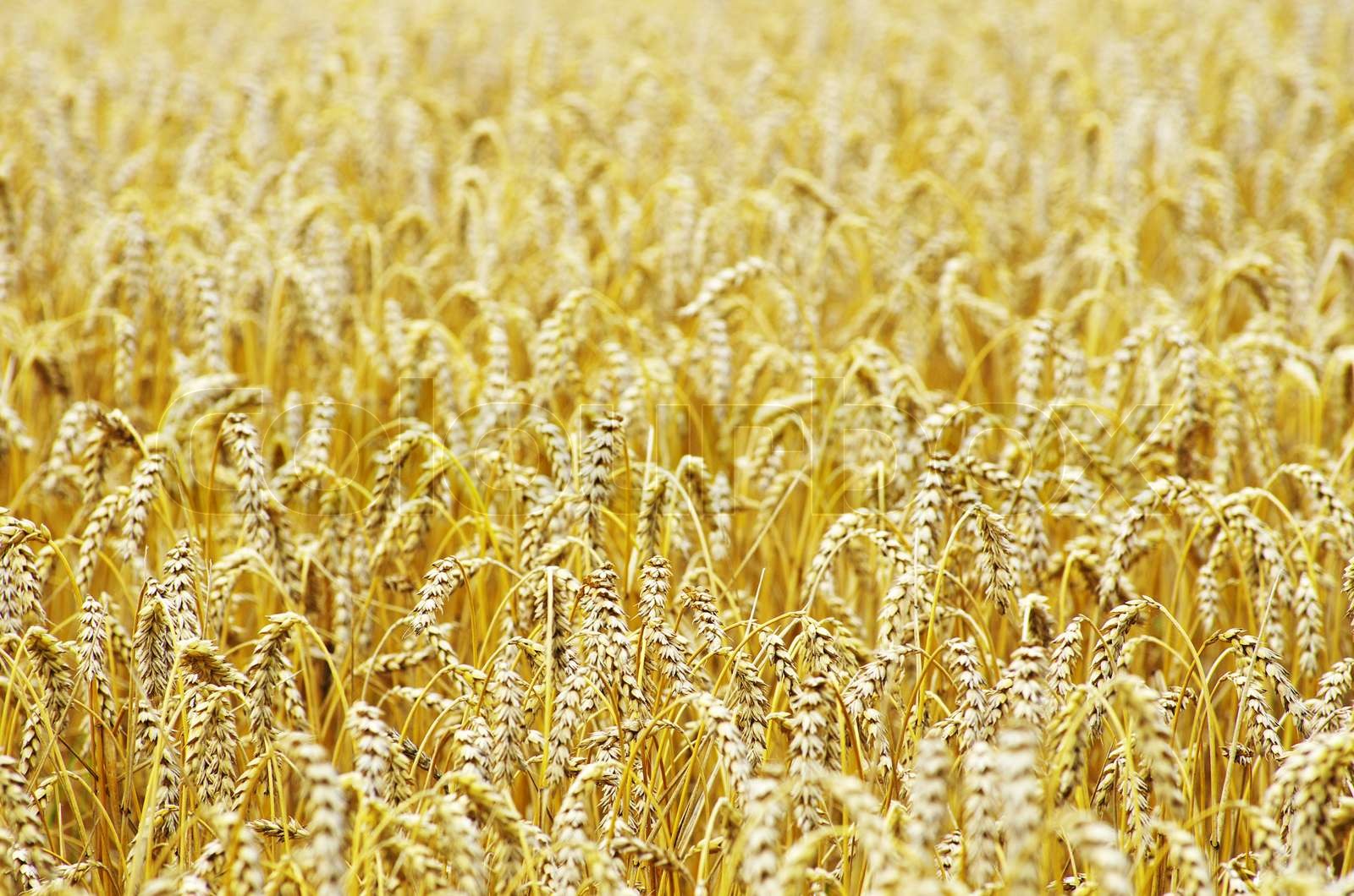 wheat | Stock image | Colourbox