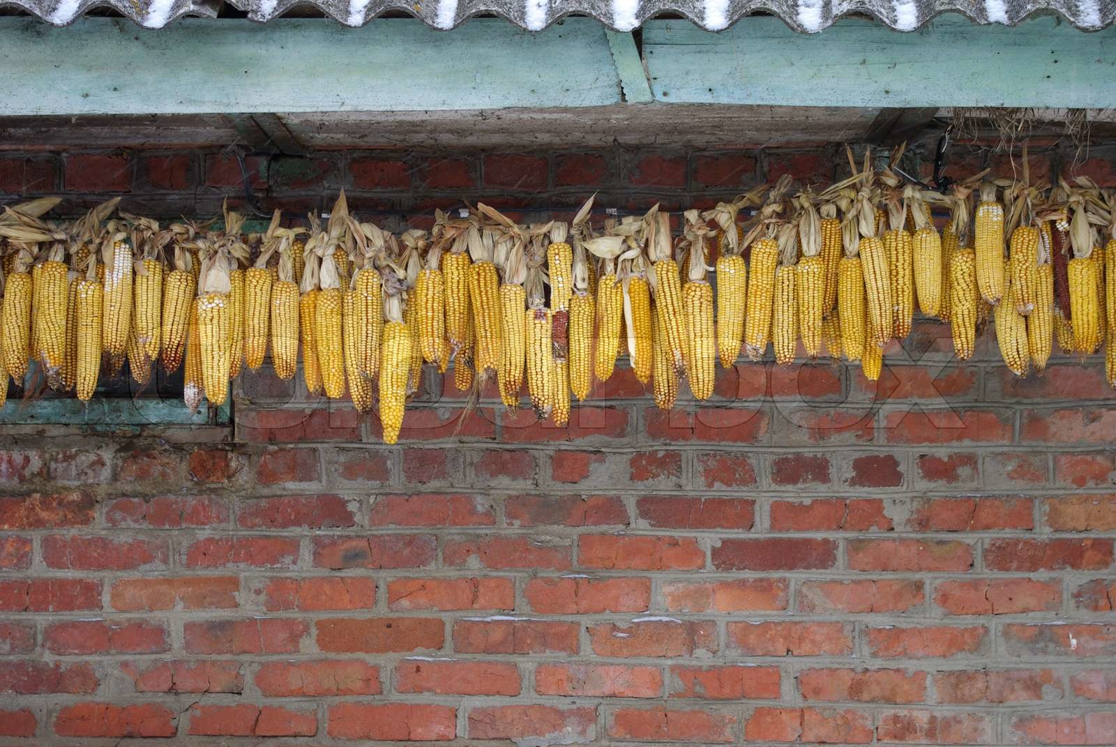 piles of corn | Stock image | Colourbox