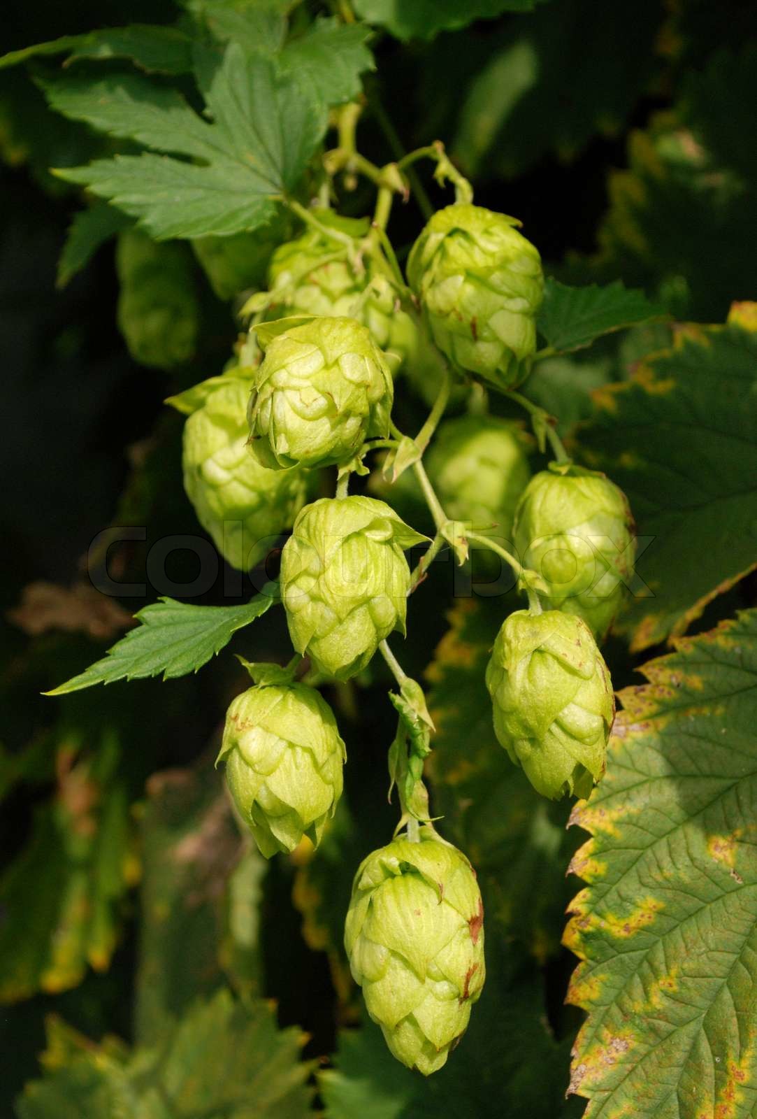 Fresh Green Growing Hops | Stock image | Colourbox