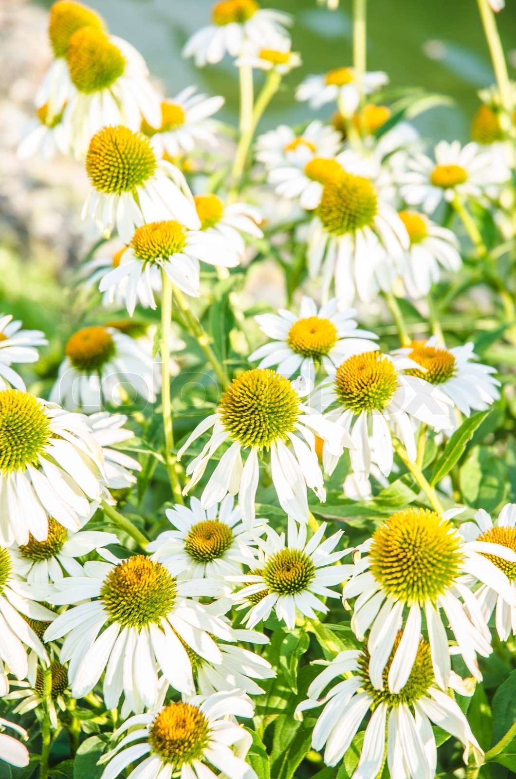 Kamillen Blumen in der Natur Konzept | Stock Bild | Colourbox