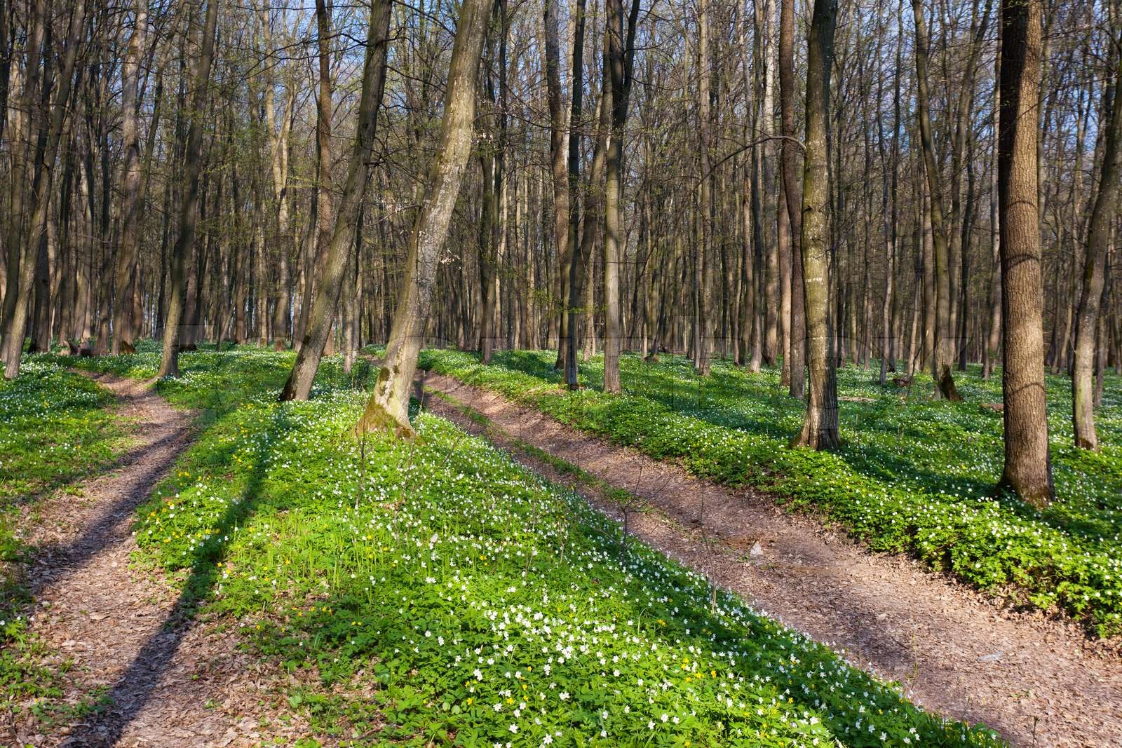 forest | Stock image | Colourbox