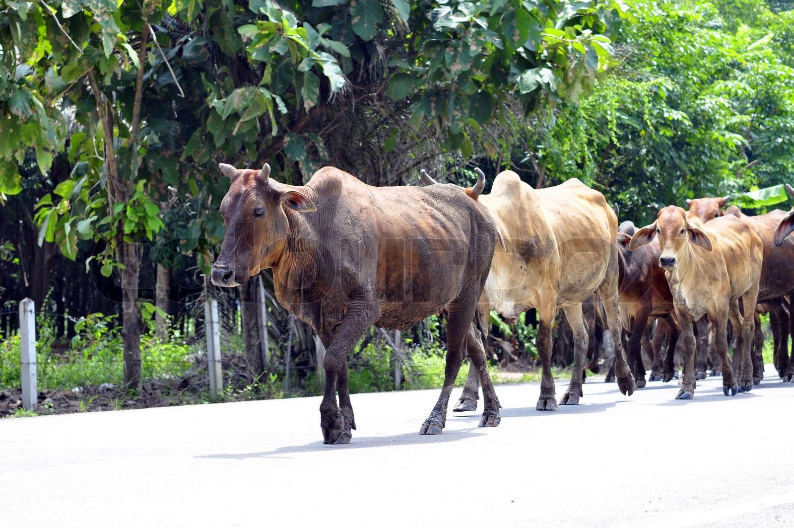 Asian cows | Stock image | Colourbox