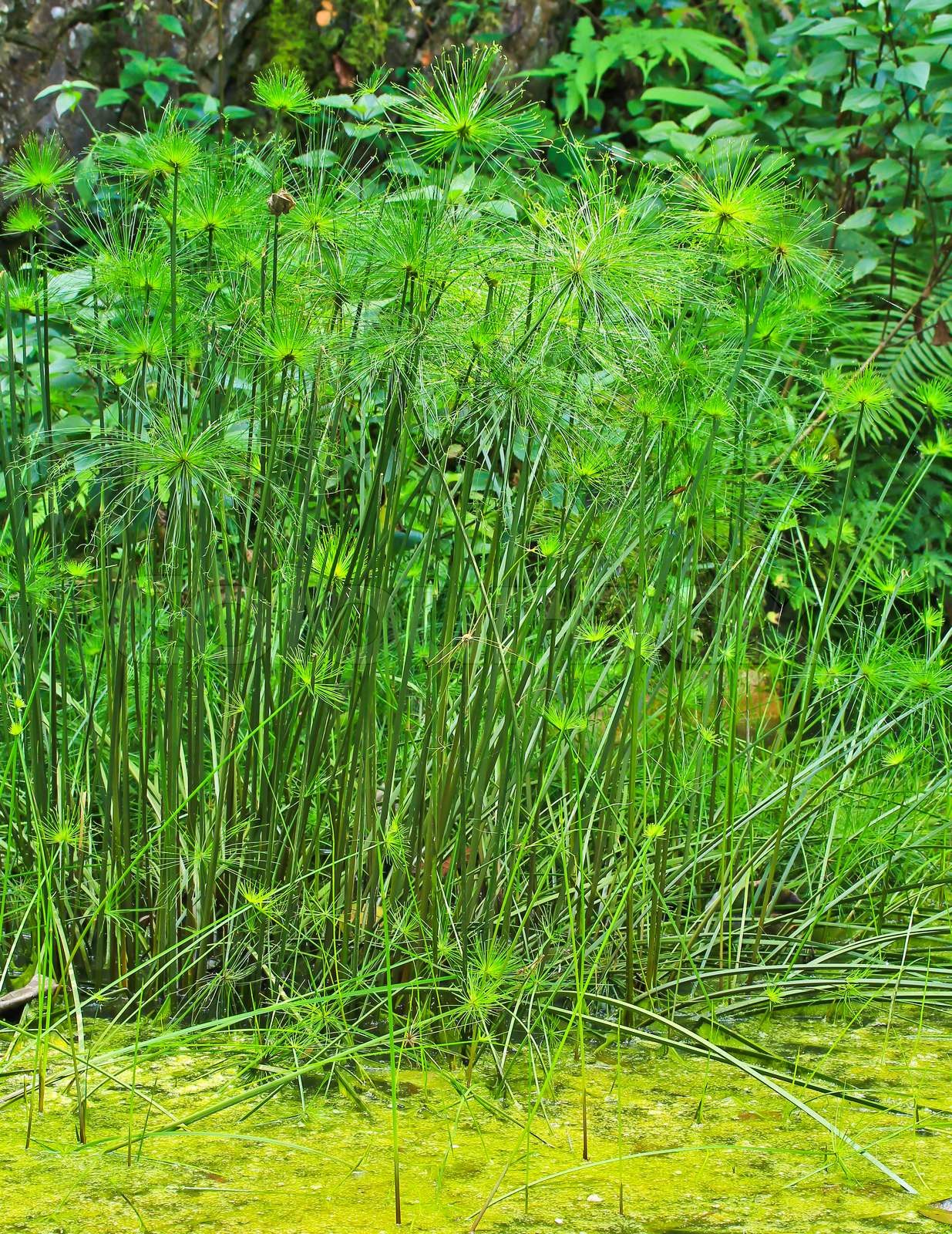 Green Leaf Papyrus | Stock image | Colourbox