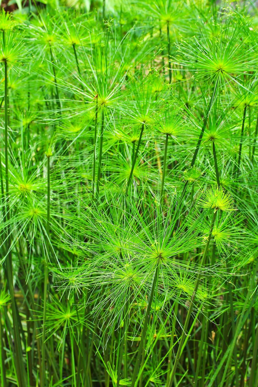 Green Leaf Papyrus | Stock image | Colourbox