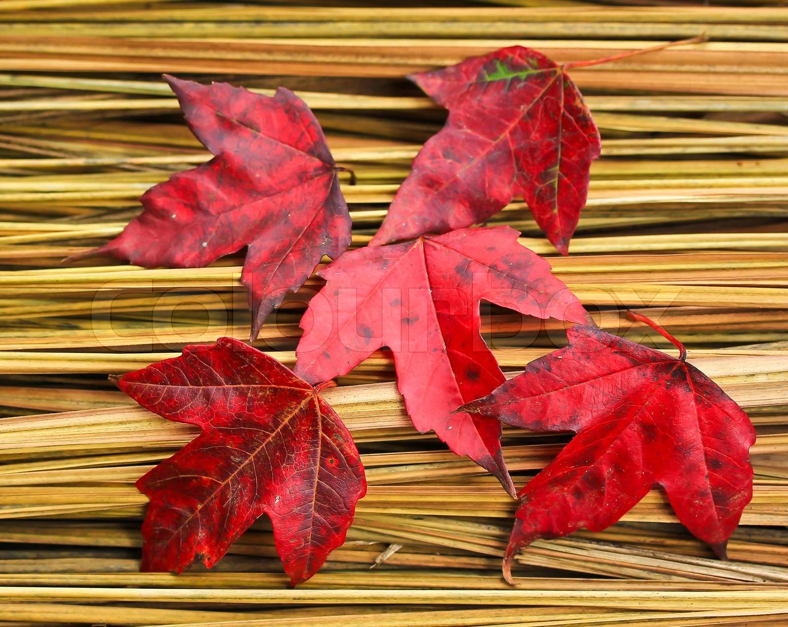 Hay Maple Leaf | Stock image | Colourbox