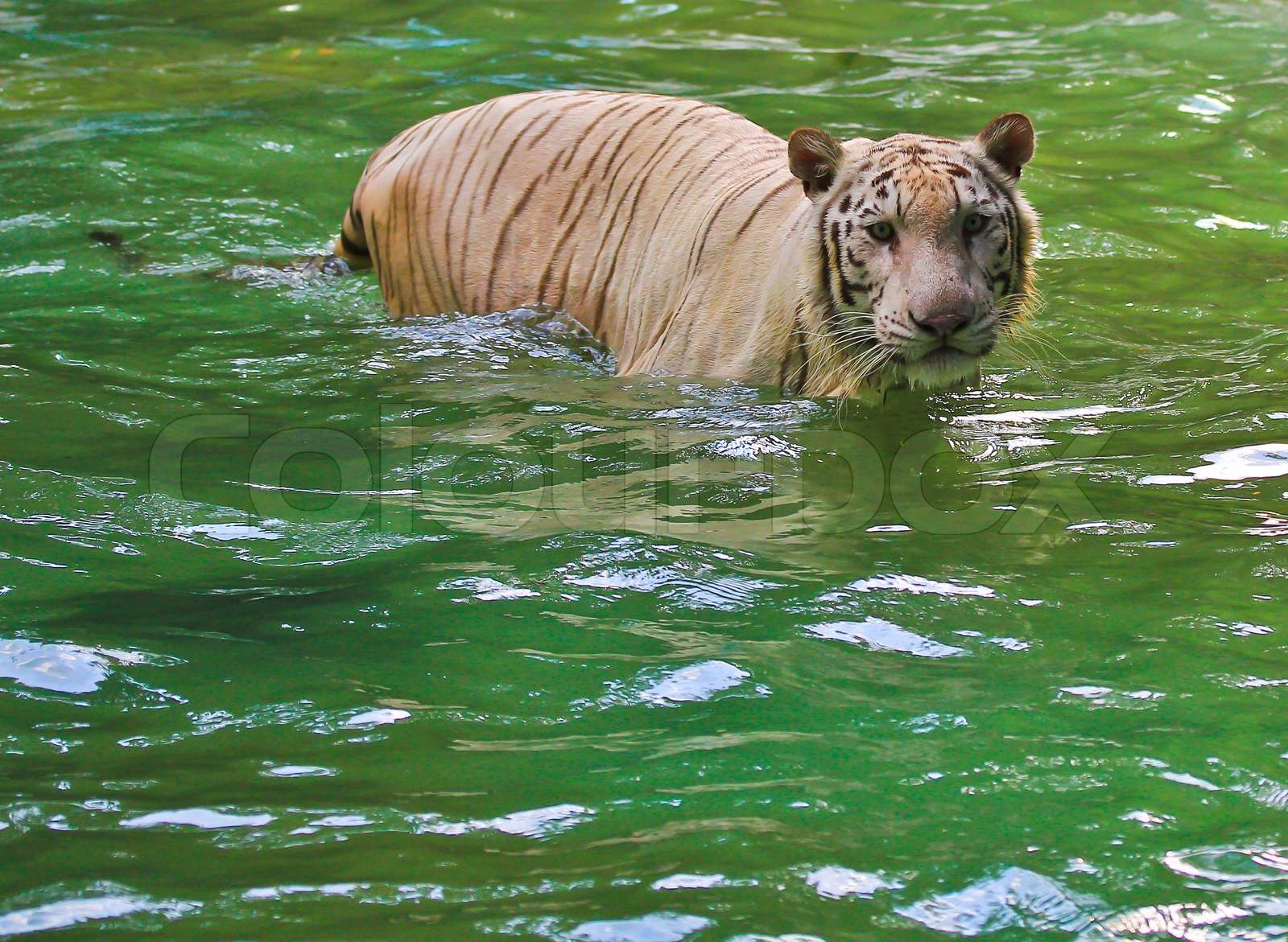 WHITE TIGER im Zoo | Stock Bild | Colourbox
