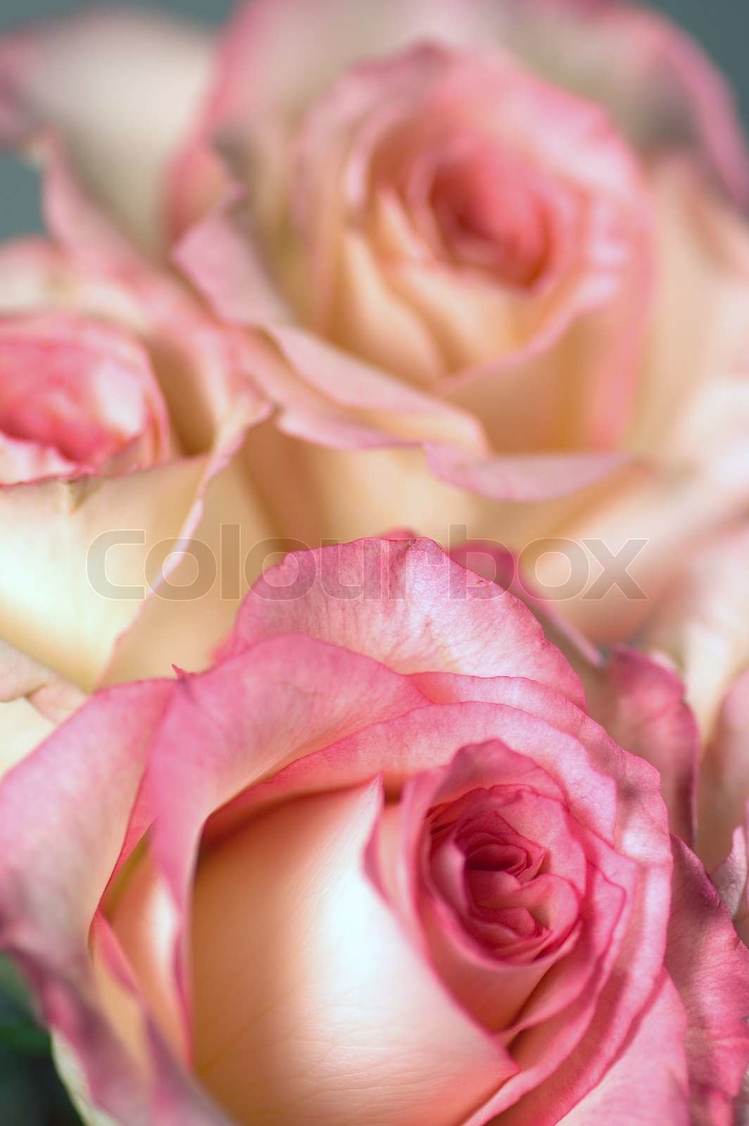 Roses | Stock Bild | Colourbox