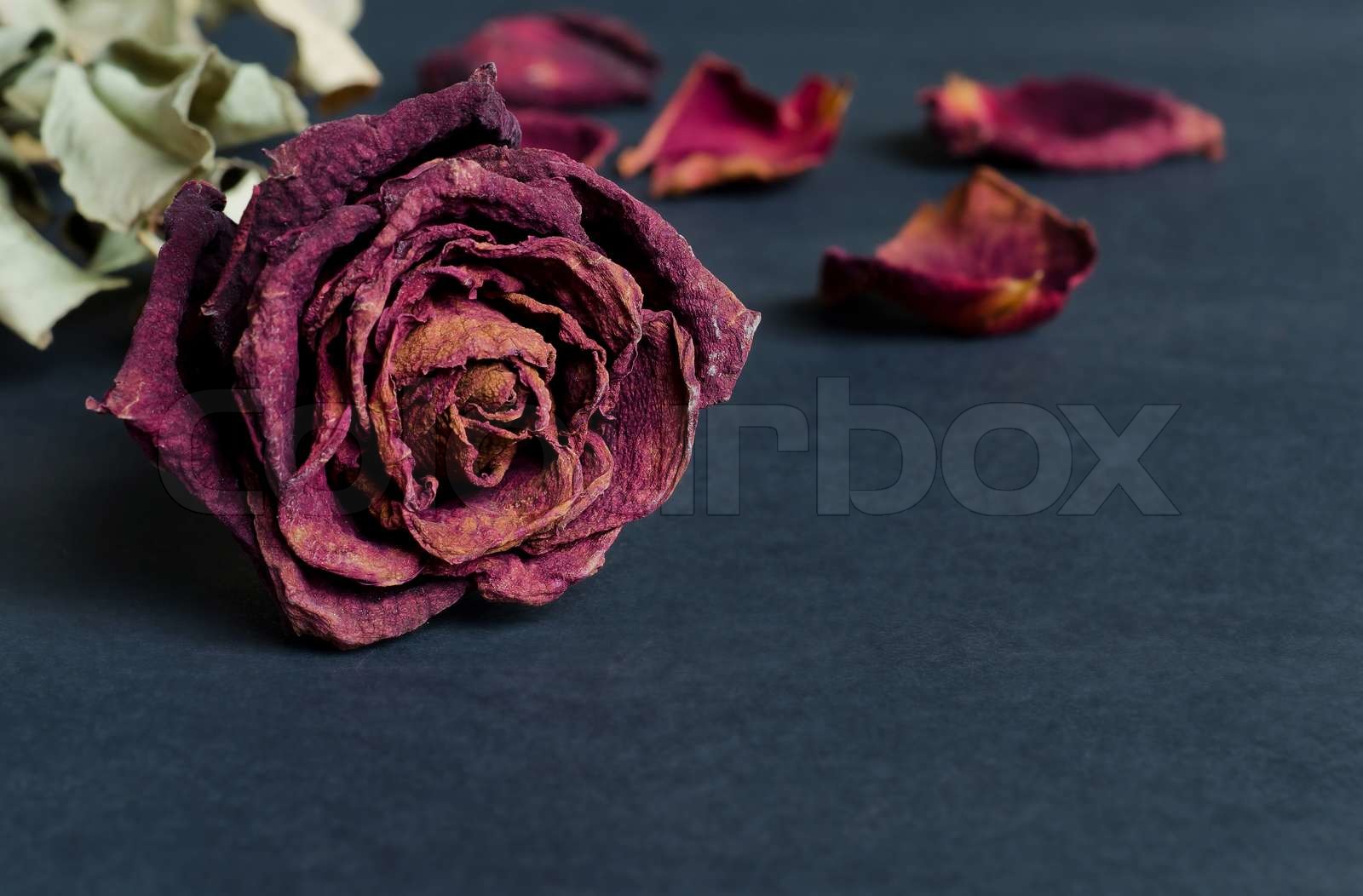 Dried rose, Dead rose | Stock image | Colourbox