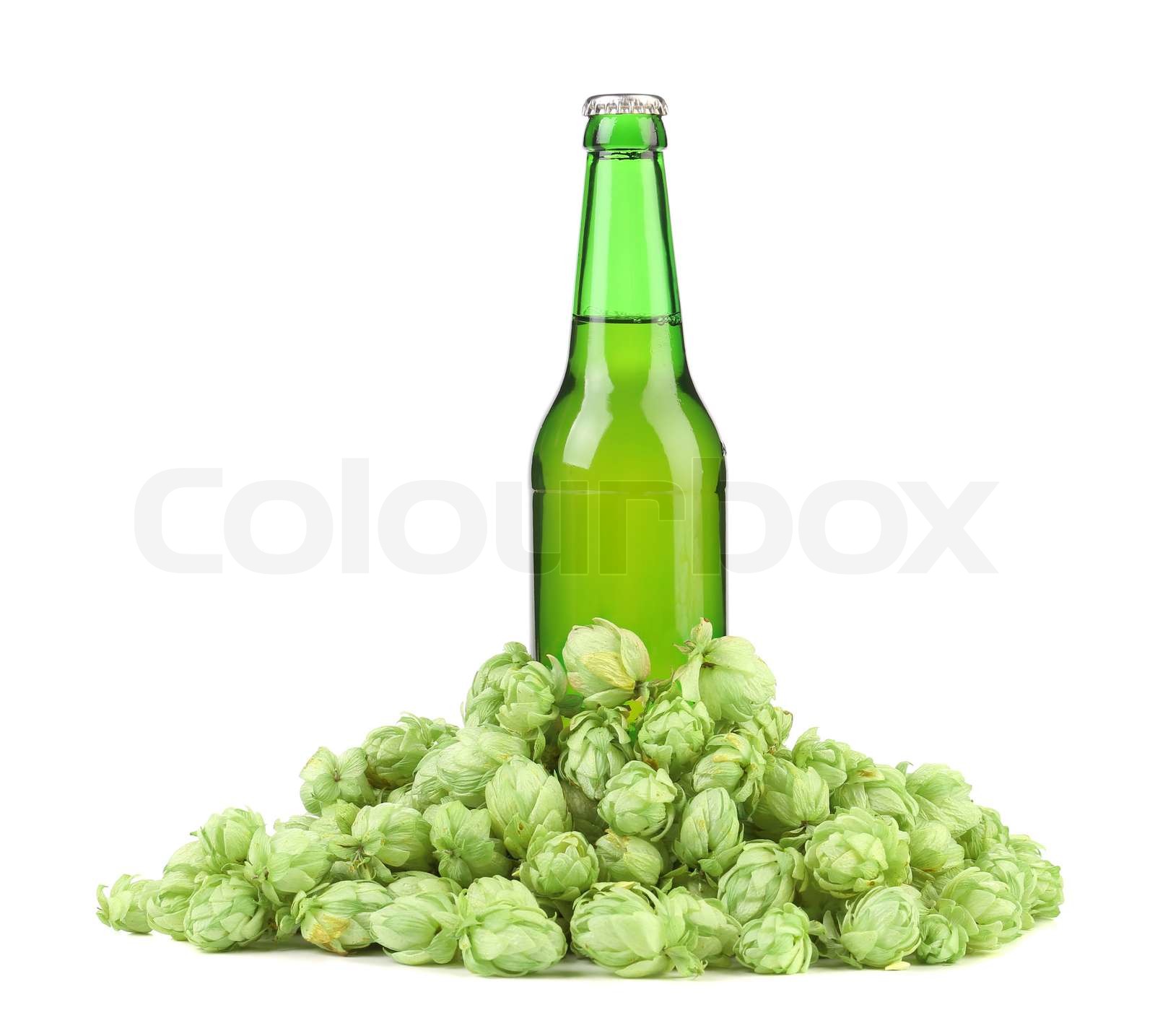 Eine Flasche Bier und Hopfen | Stock Bild | Colourbox