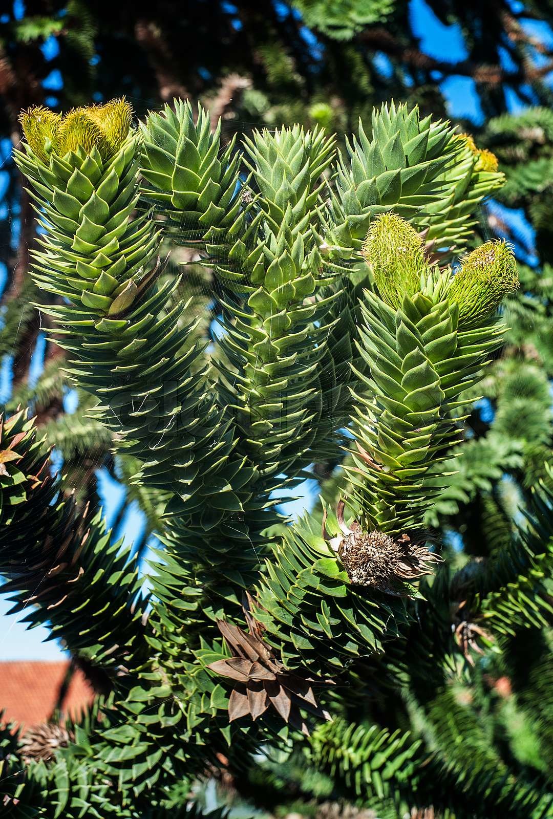 Abe tree (Araucaria araucana) | Stock image | Colourbox