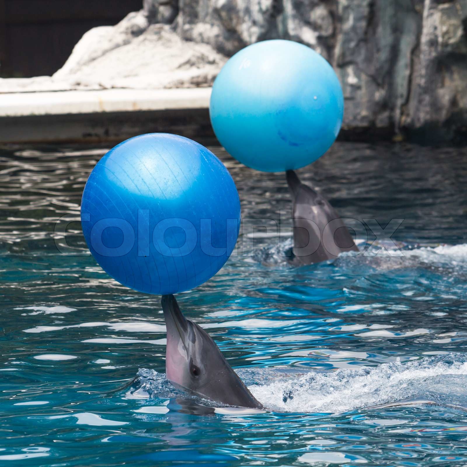 Dolphins play | Stock image | Colourbox