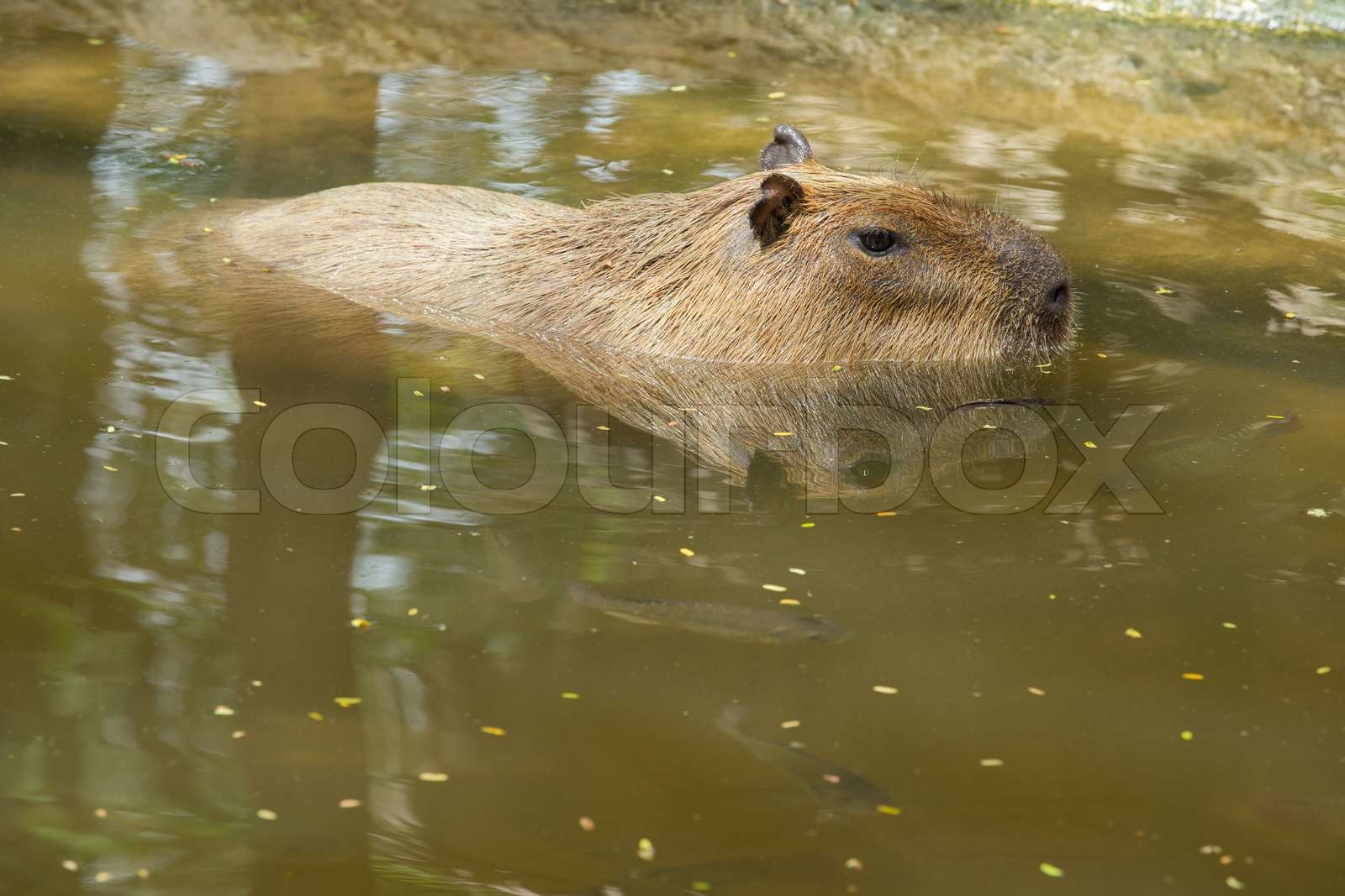 Capybara | Stock image | Colourbox