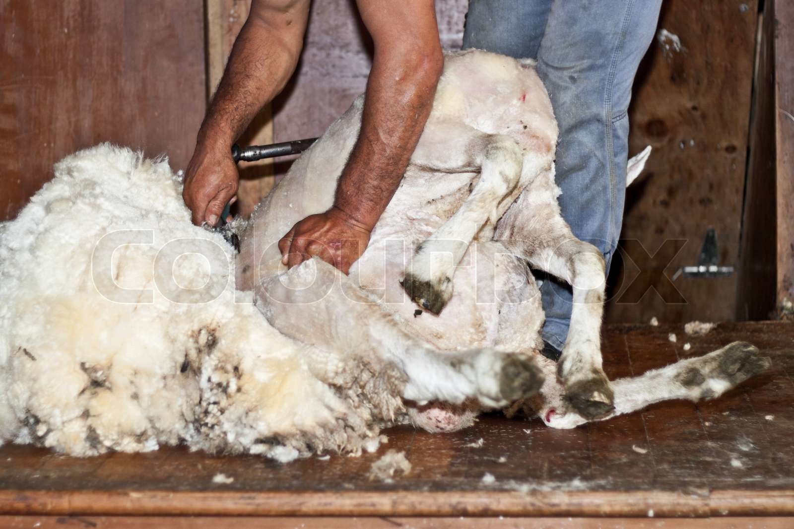 sheep shearing | Stock image | Colourbox