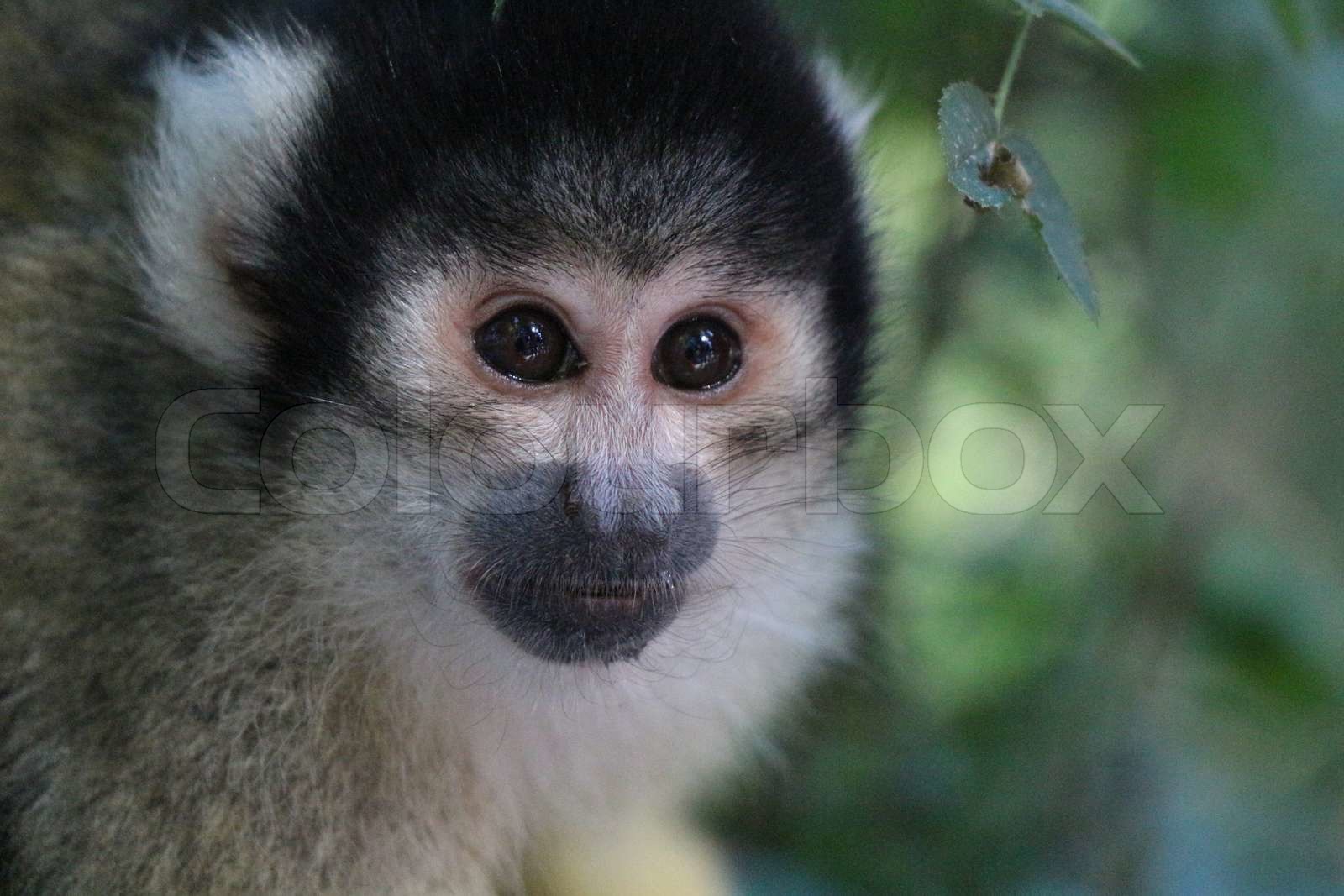 een schattig capucijn aapje in de apenheul | Stock Bild | Colourbox