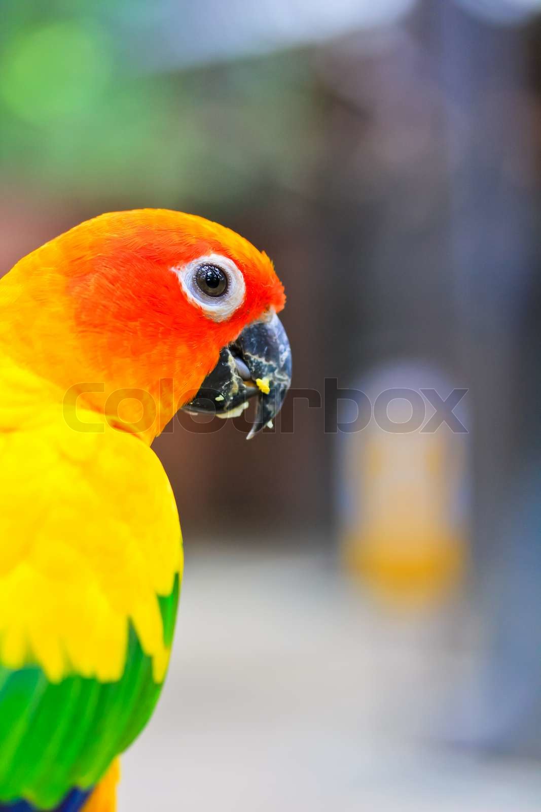 aratinga solstitialis bird | Stock image | Colourbox