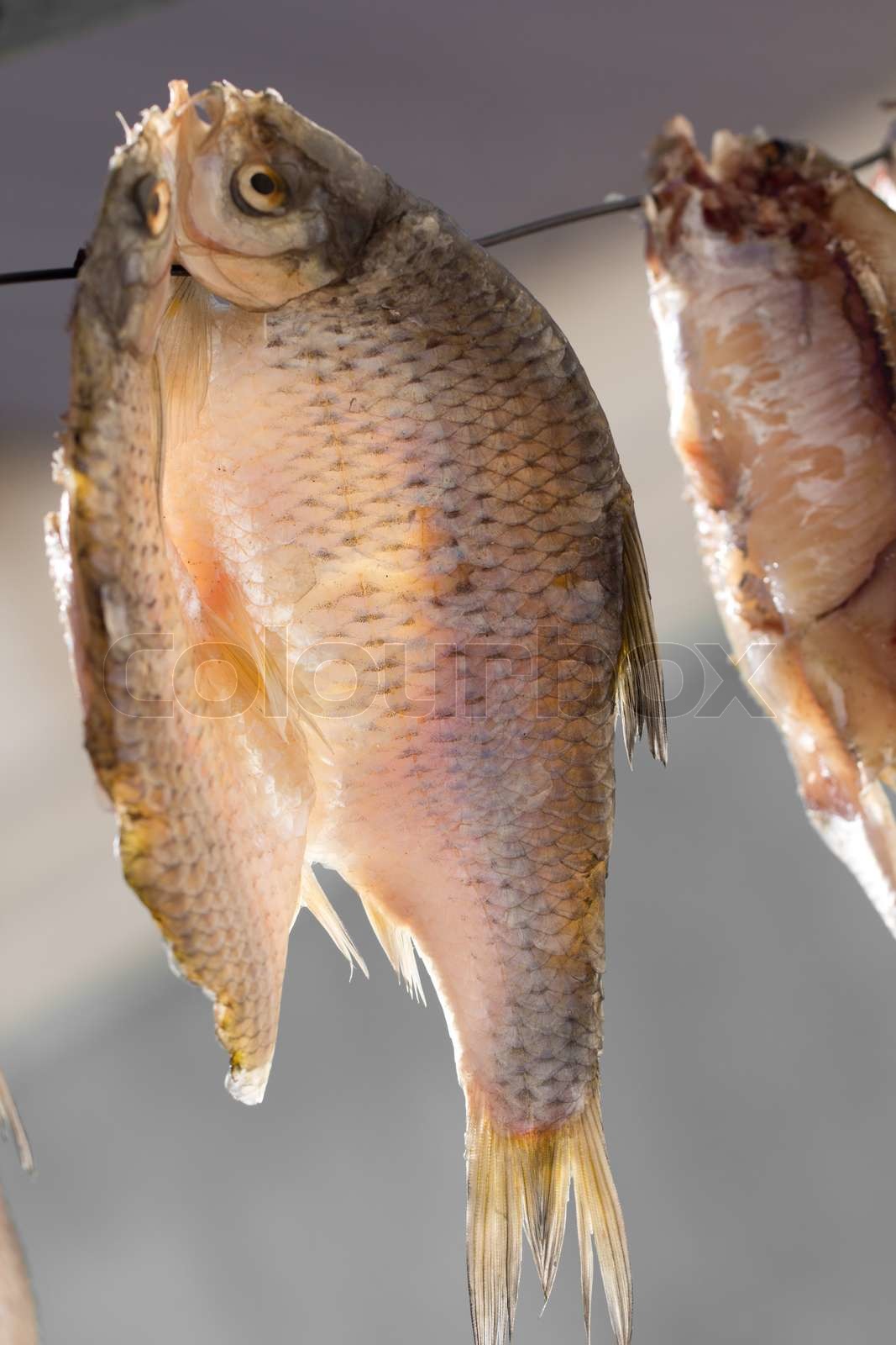 stockfish | Stock image | Colourbox