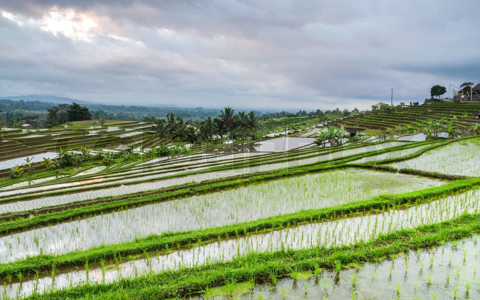 Terrasse Reisfelder , Bali, Indonesien | Stock Bild | Colourbox