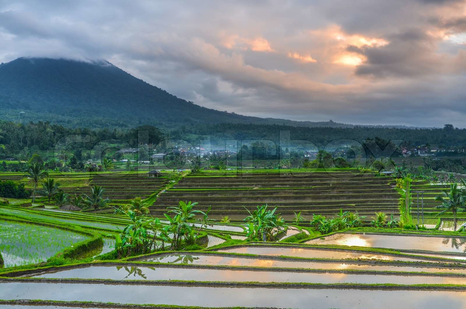 Terrasse Reisfelder , Bali, Indonesien | Stock Bild | Colourbox