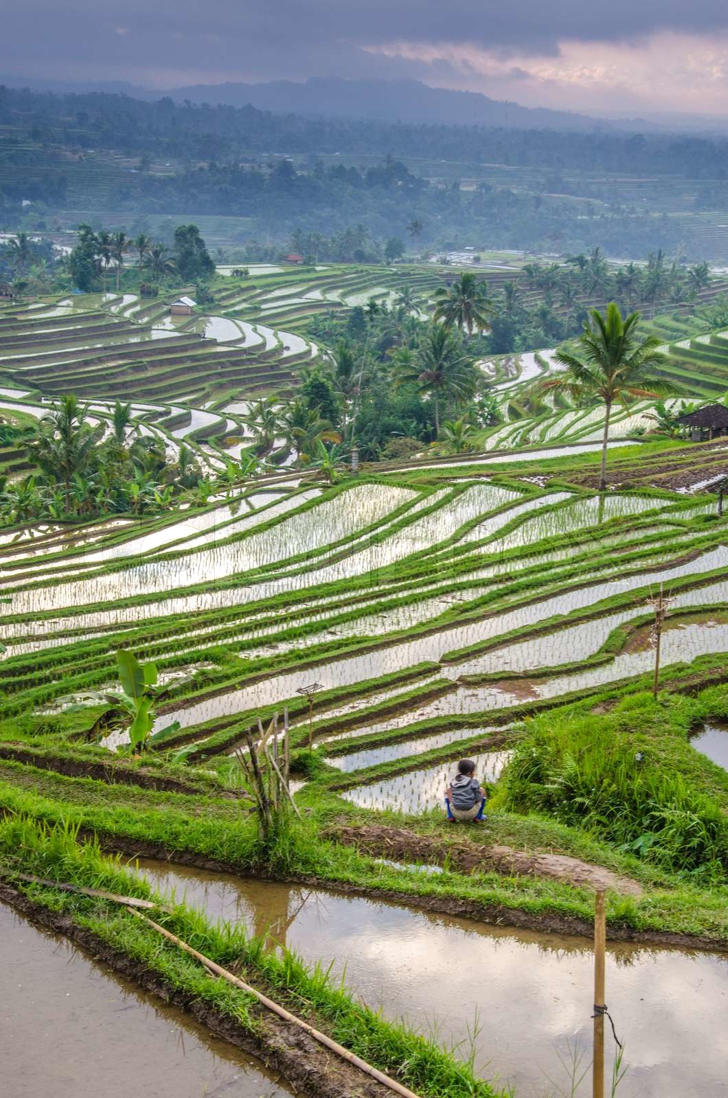 rismarker , Bali , Indonesien | Stock foto | Colourbox