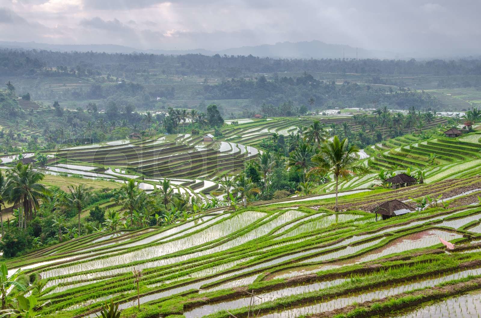 rismarker , Bali , Indonesien | Stock foto | Colourbox