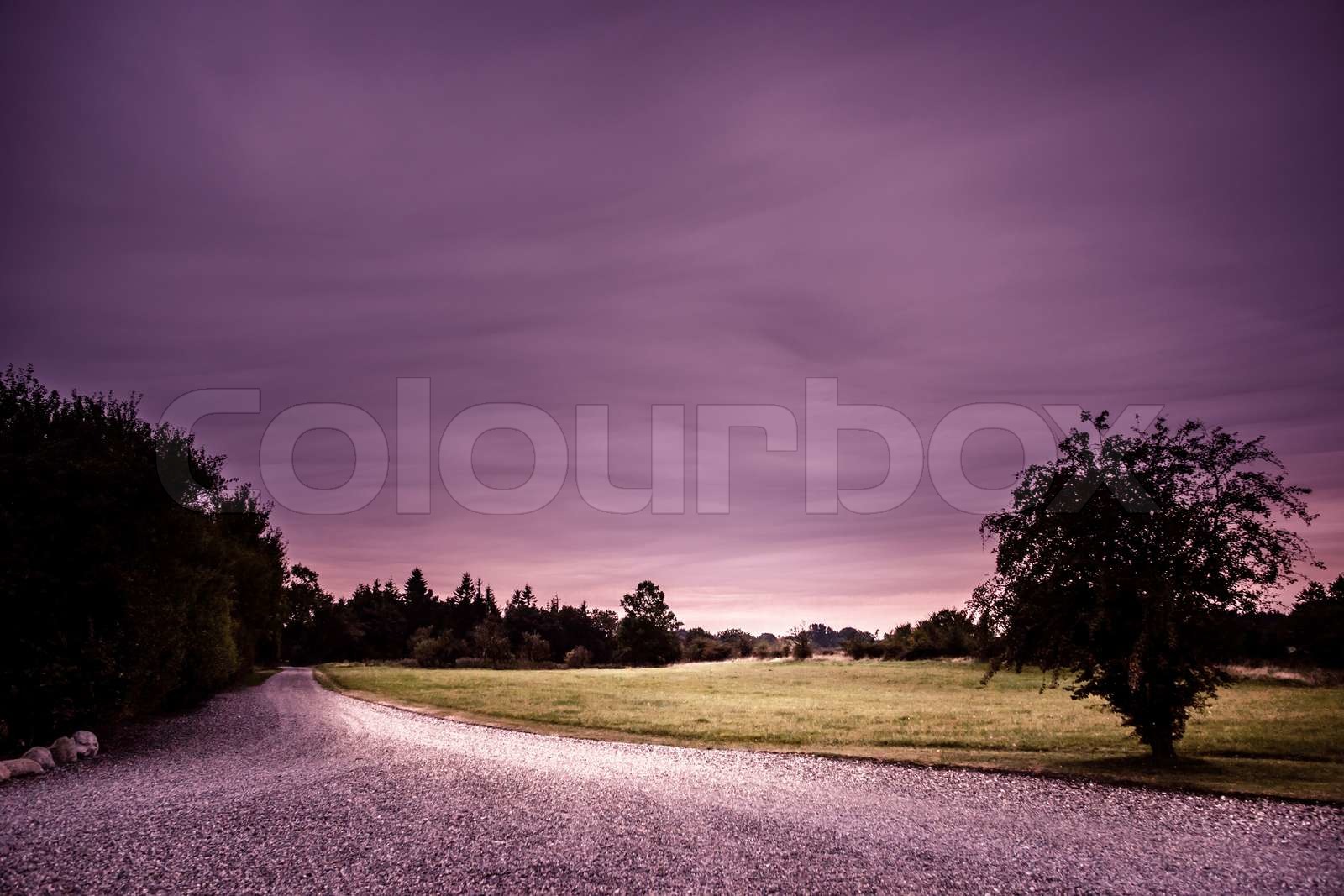 Purple road landscape with trees | Stock image | Colourbox