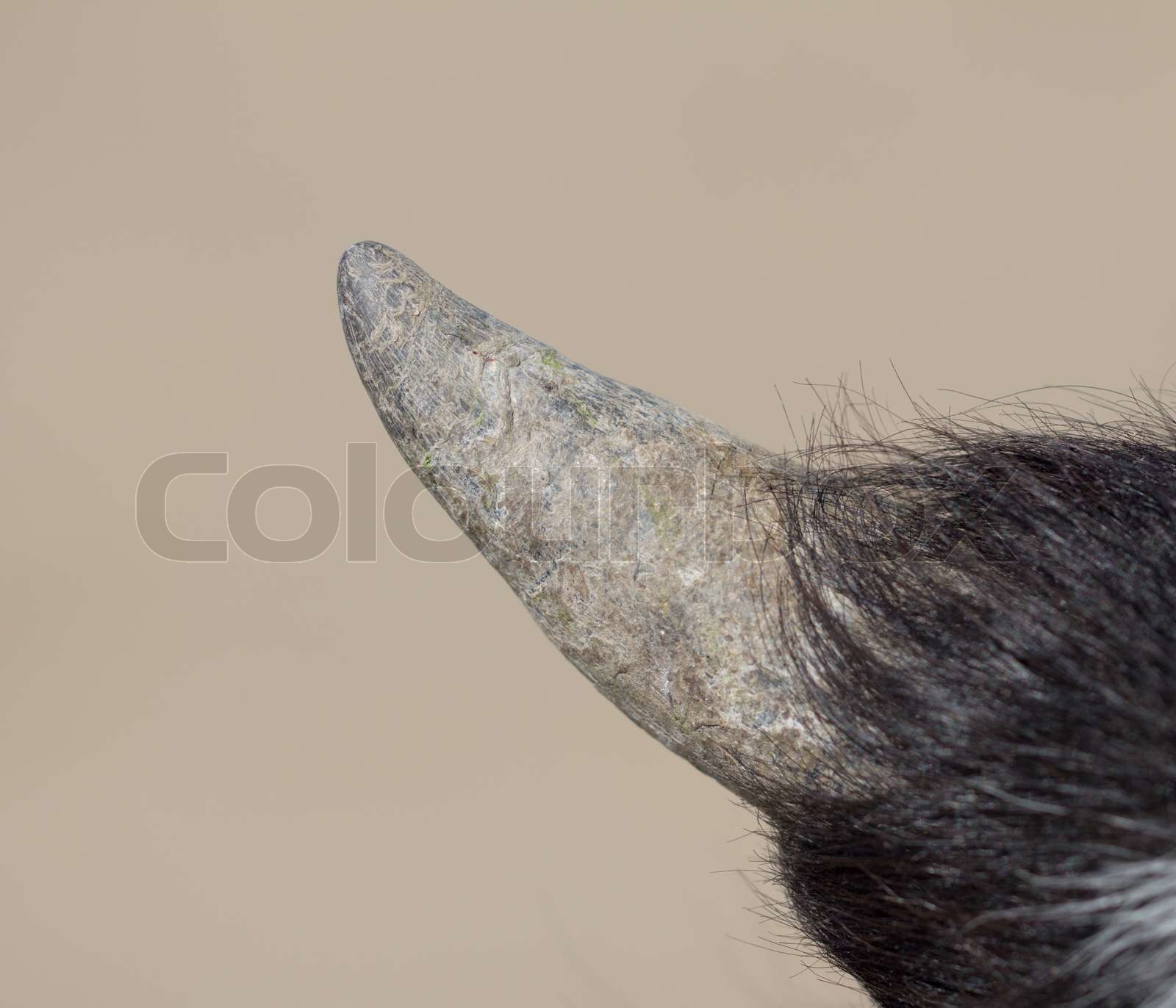 ko horn | Stock foto | Colourbox