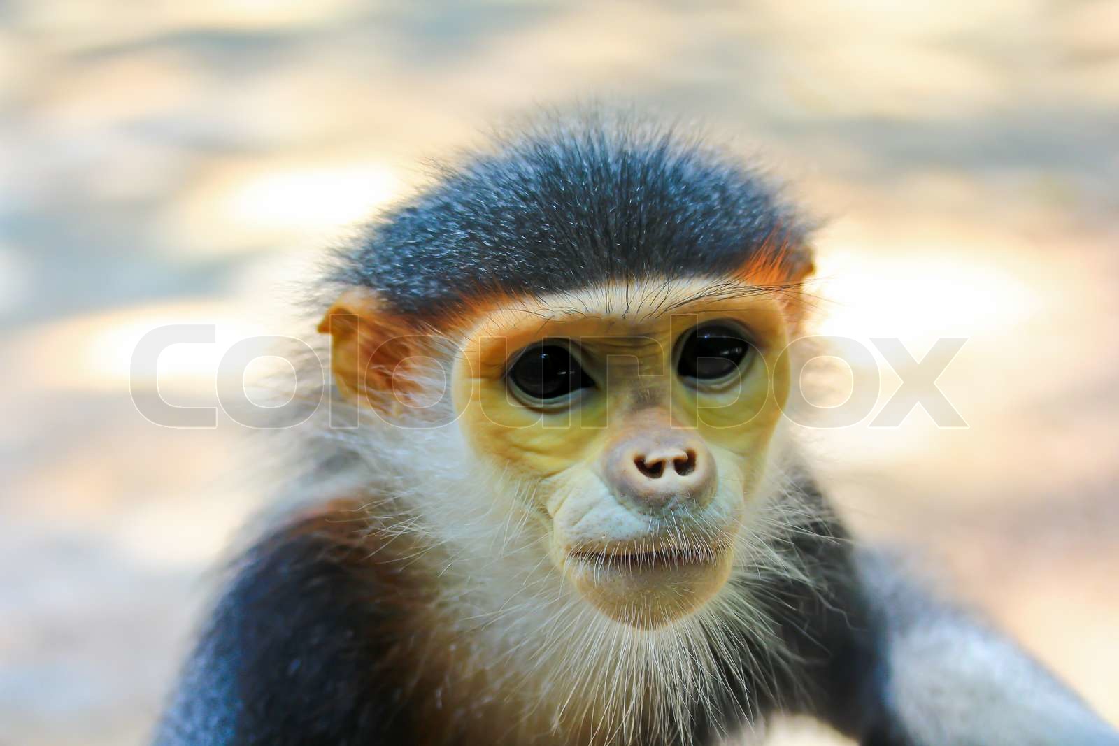 pygathrix nemaeus monkey | Stock image | Colourbox