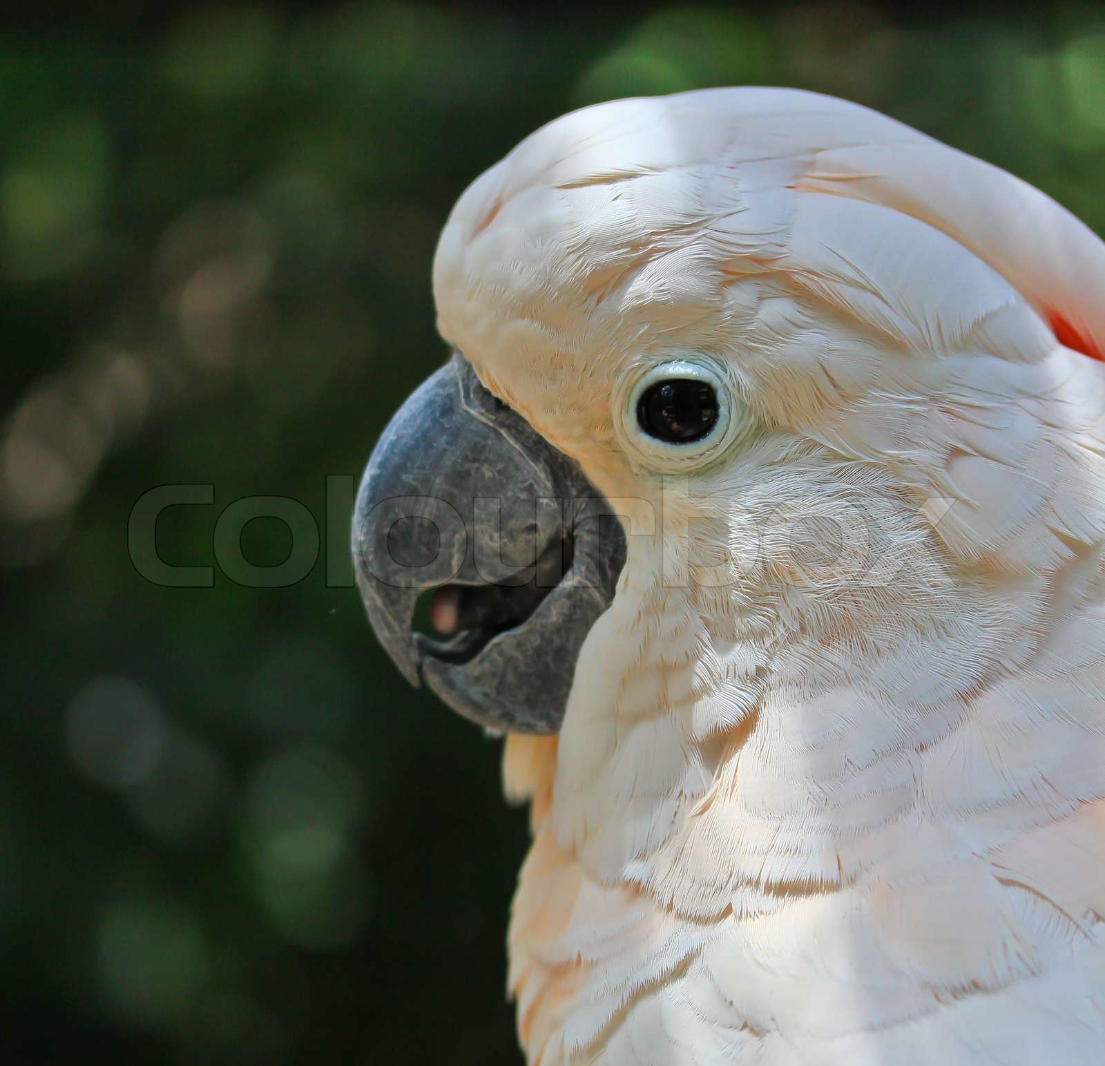 Birds cockatoo parrots | Stock image | Colourbox