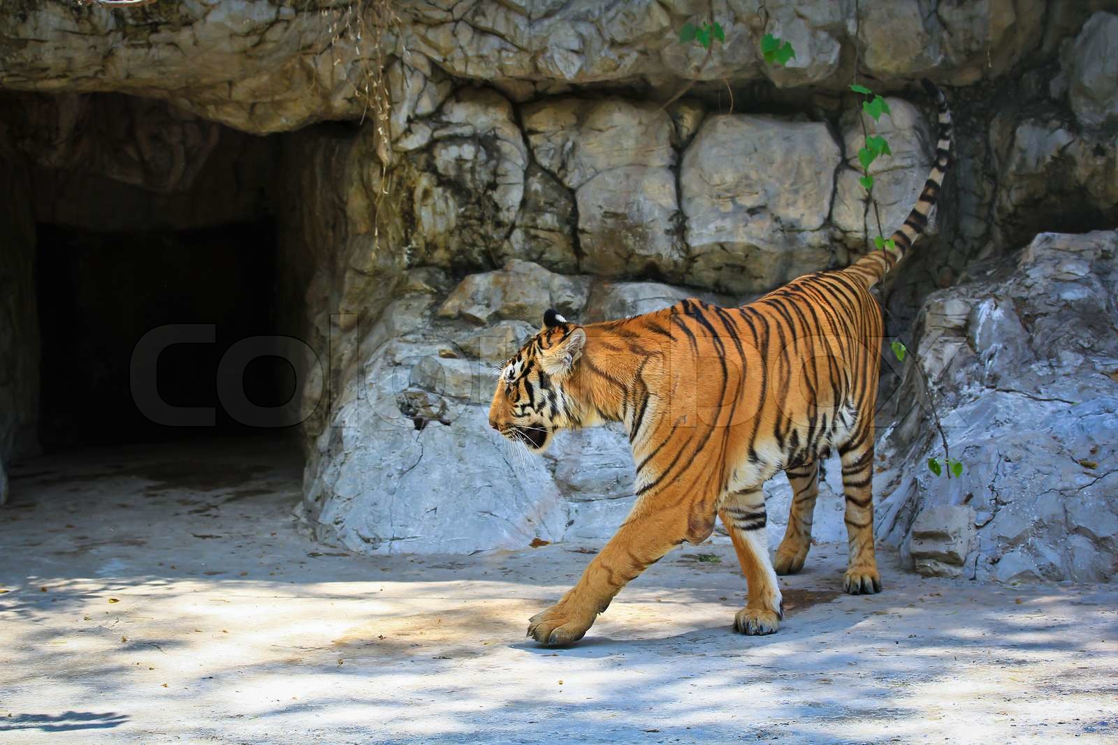Tiger in zoo | Stock image | Colourbox