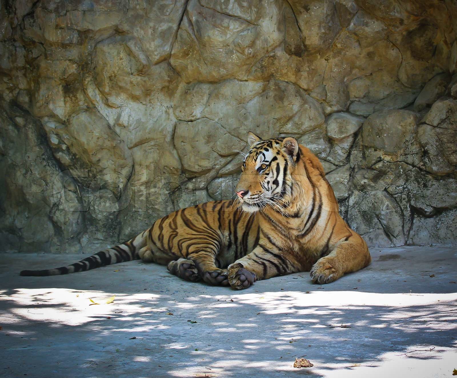 Tiger im Zoo | Stock Bild | Colourbox