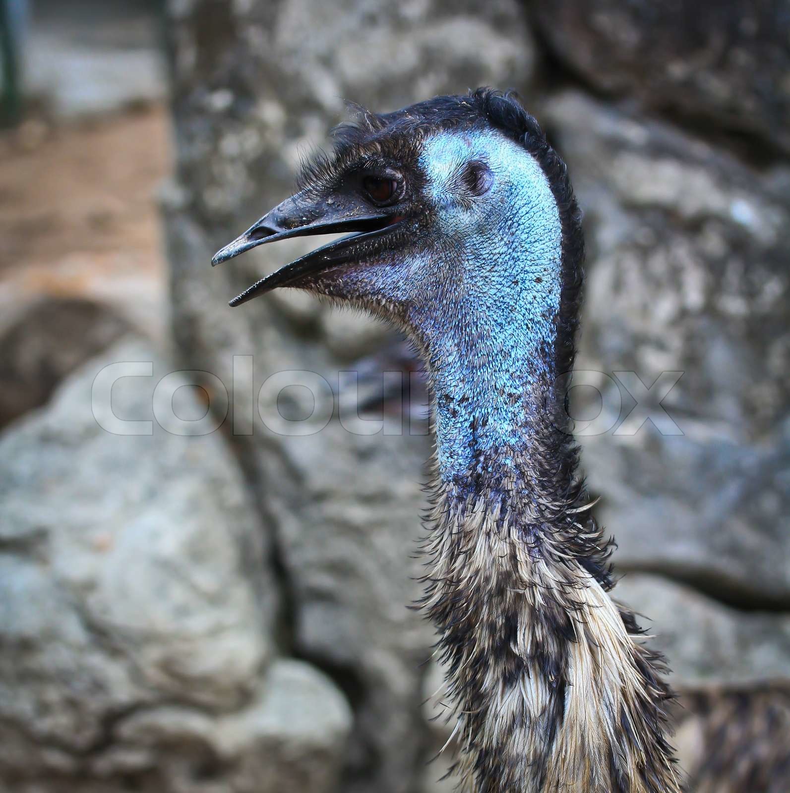 emu bird in zoo | Stock image | Colourbox