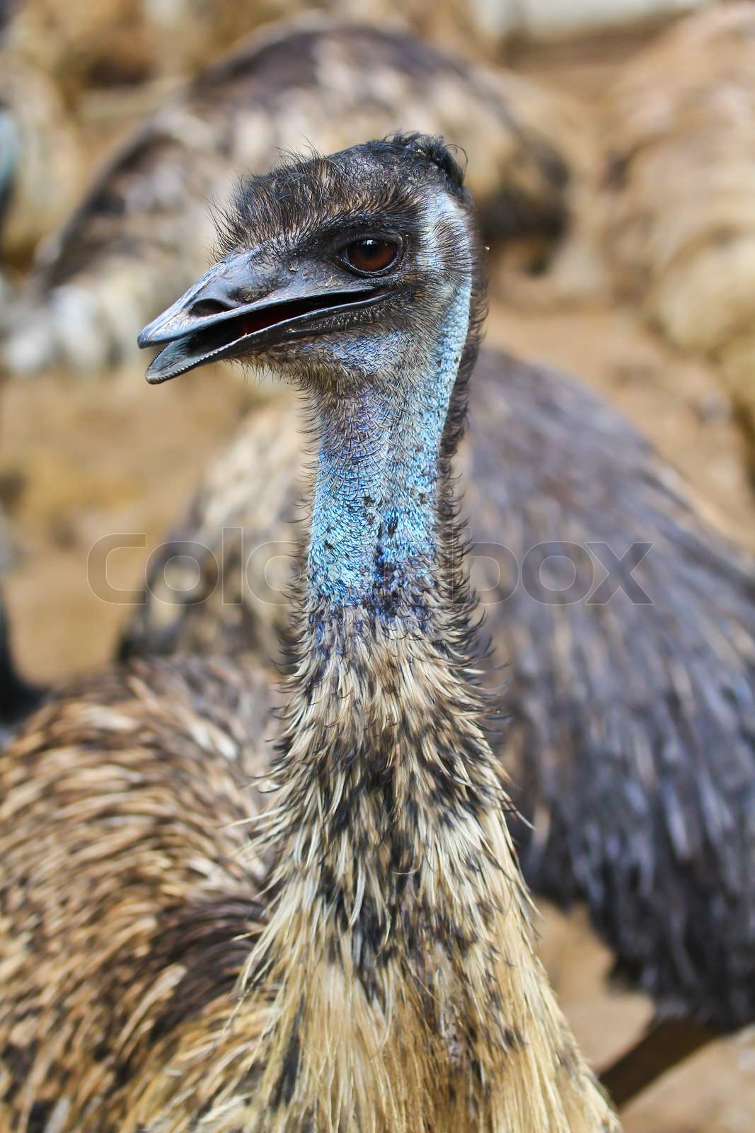 emu bird in zoo | Stock image | Colourbox