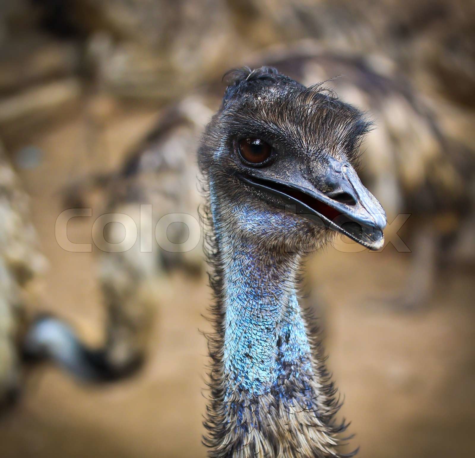emu bird in zoo | Stock image | Colourbox