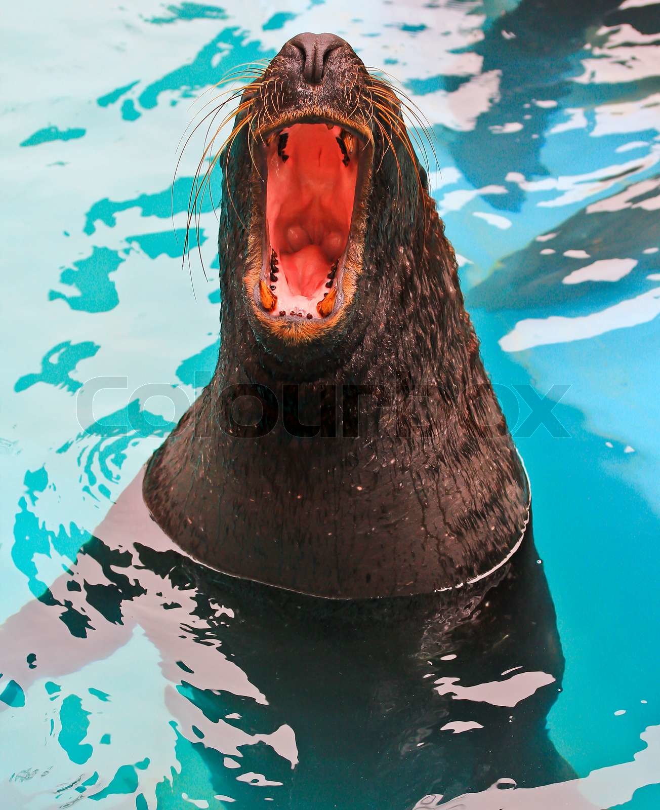 harbor seal zoo | Stock image | Colourbox