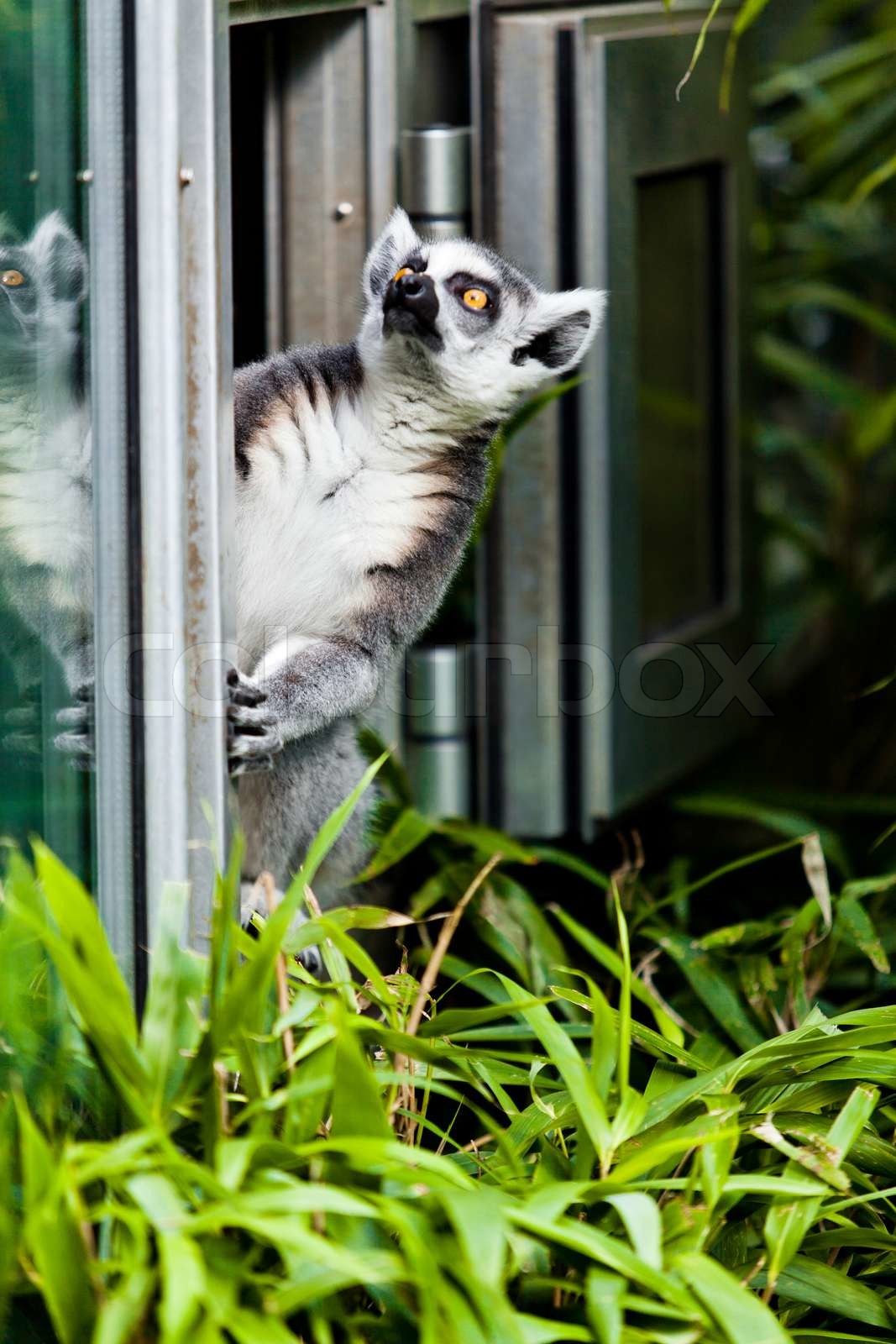 Katta | Stock Bild | Colourbox