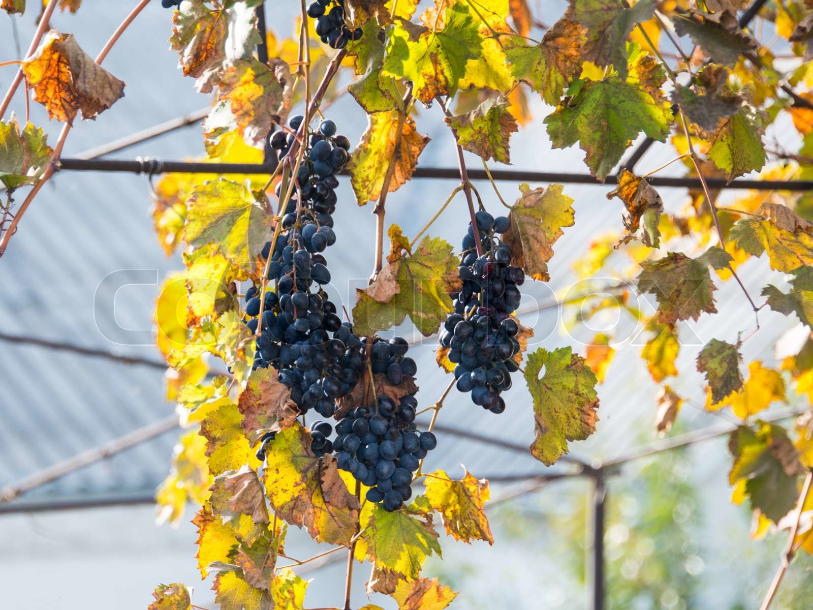 reifen Trauben | Stock Bild | Colourbox