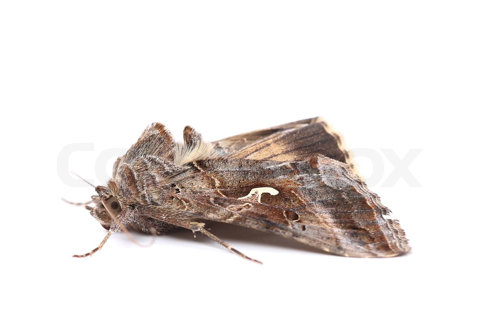 Close-up moth isolated | Stock image | Colourbox
