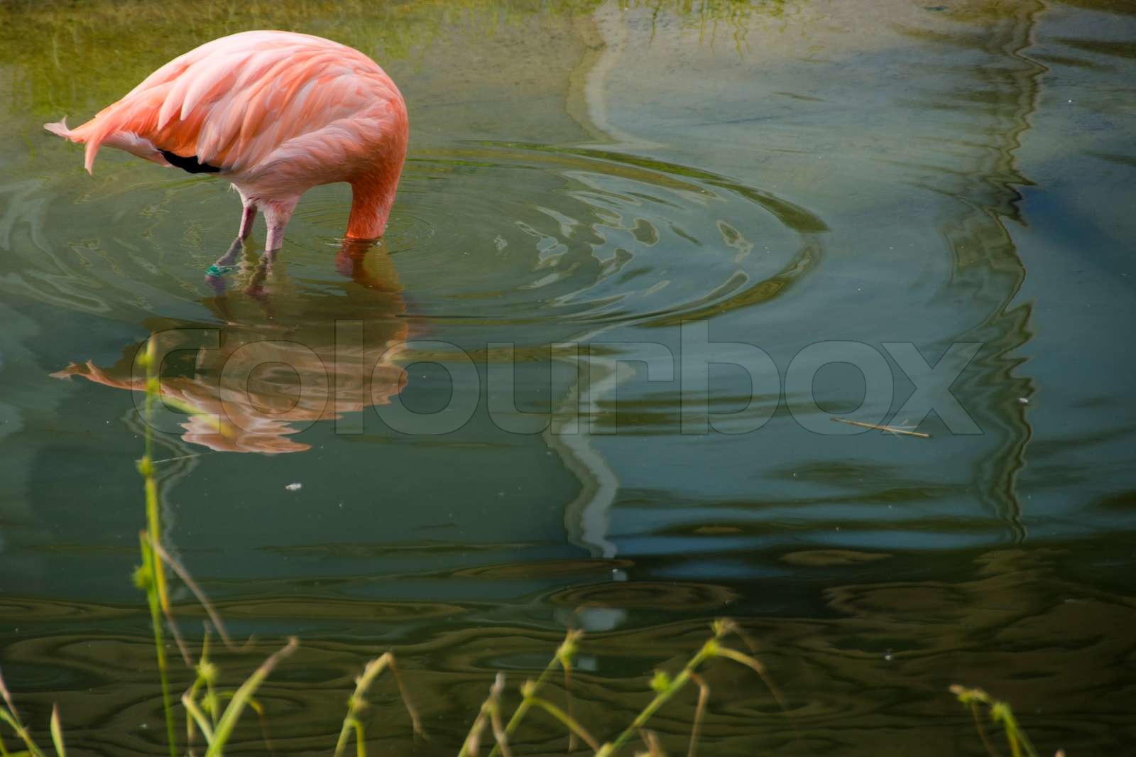 Flamingo with head under water | Stock image | Colourbox