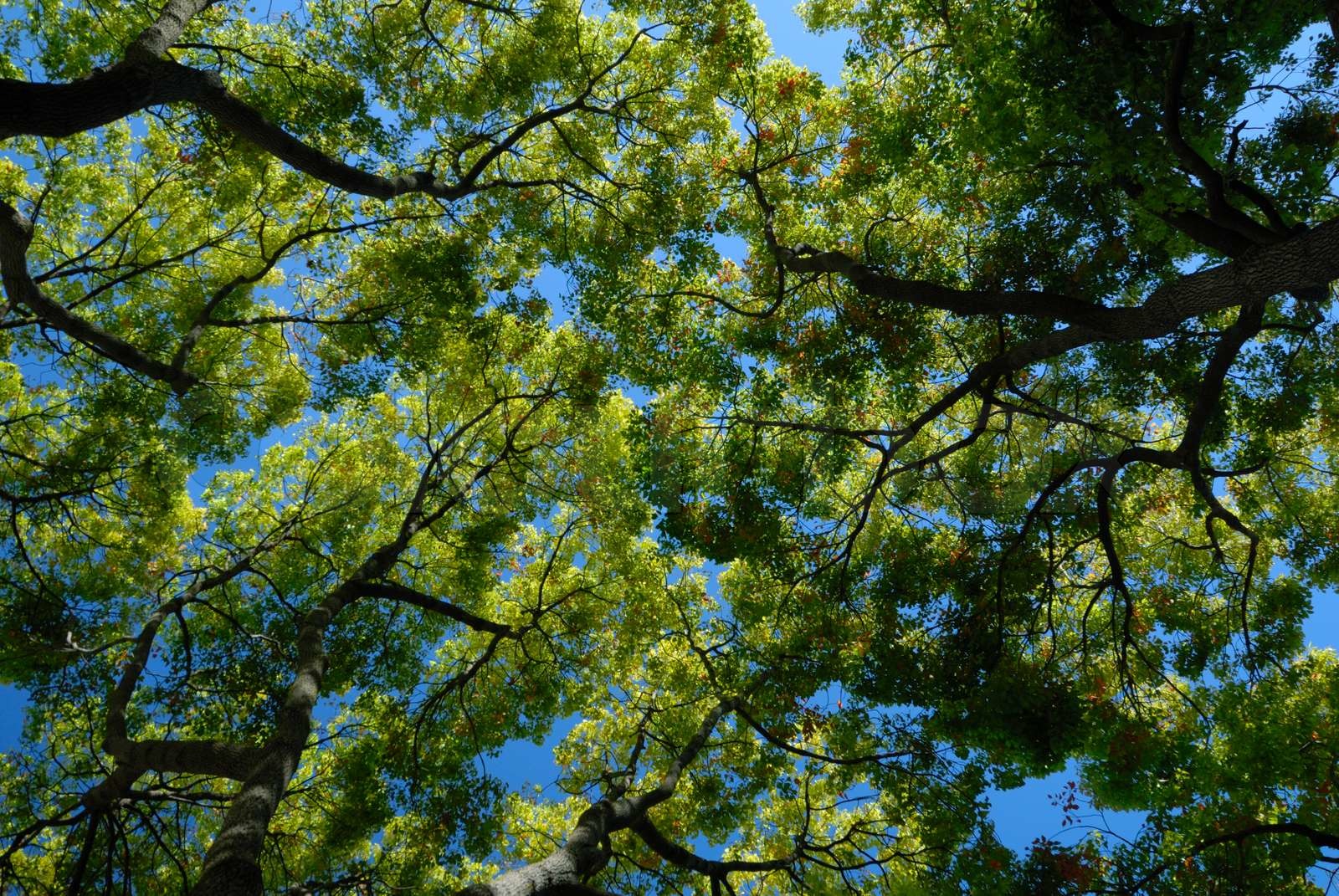 trees | Stock image | Colourbox