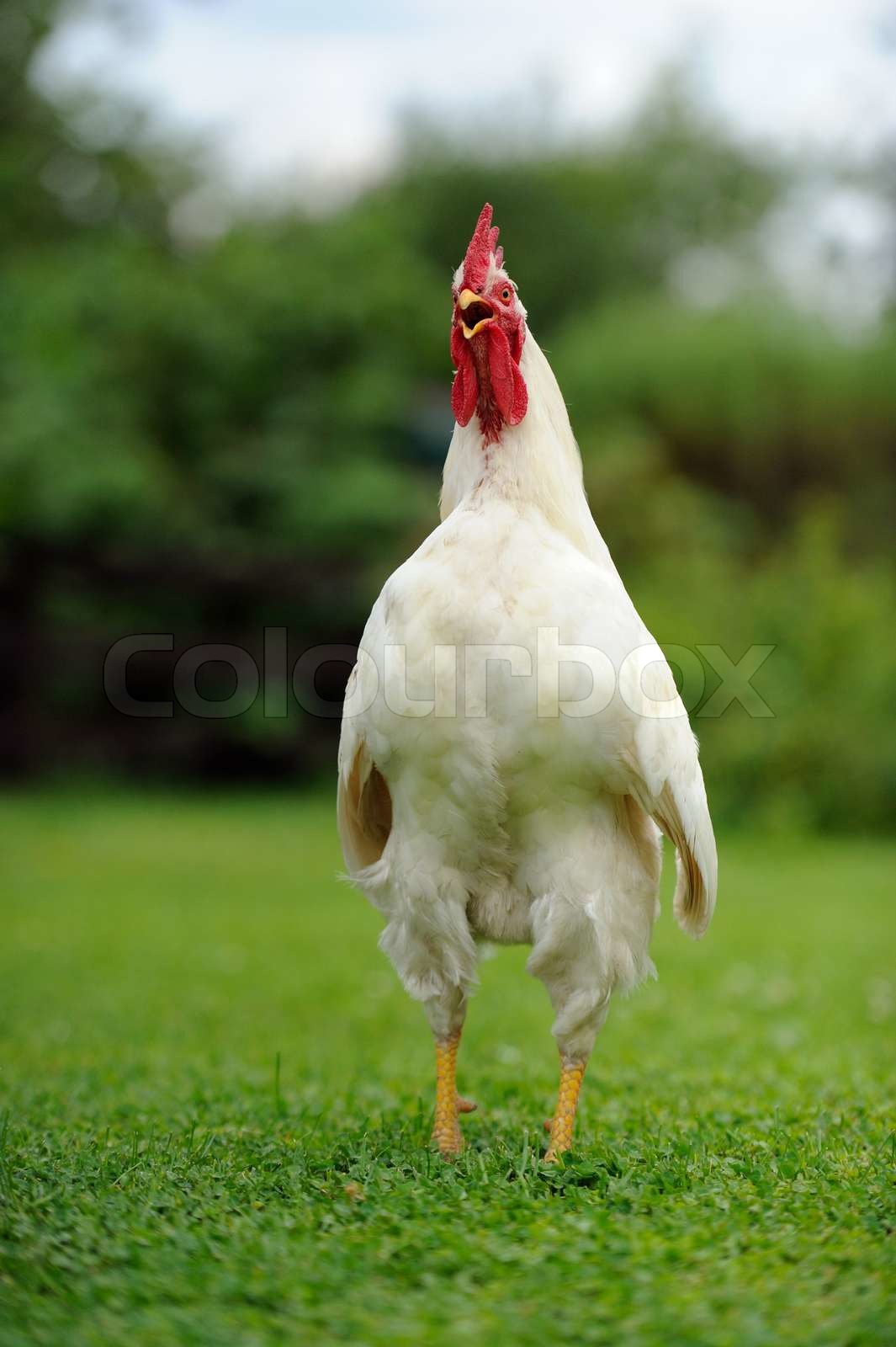 Crowing Rooster Cockerel | Stock image | Colourbox