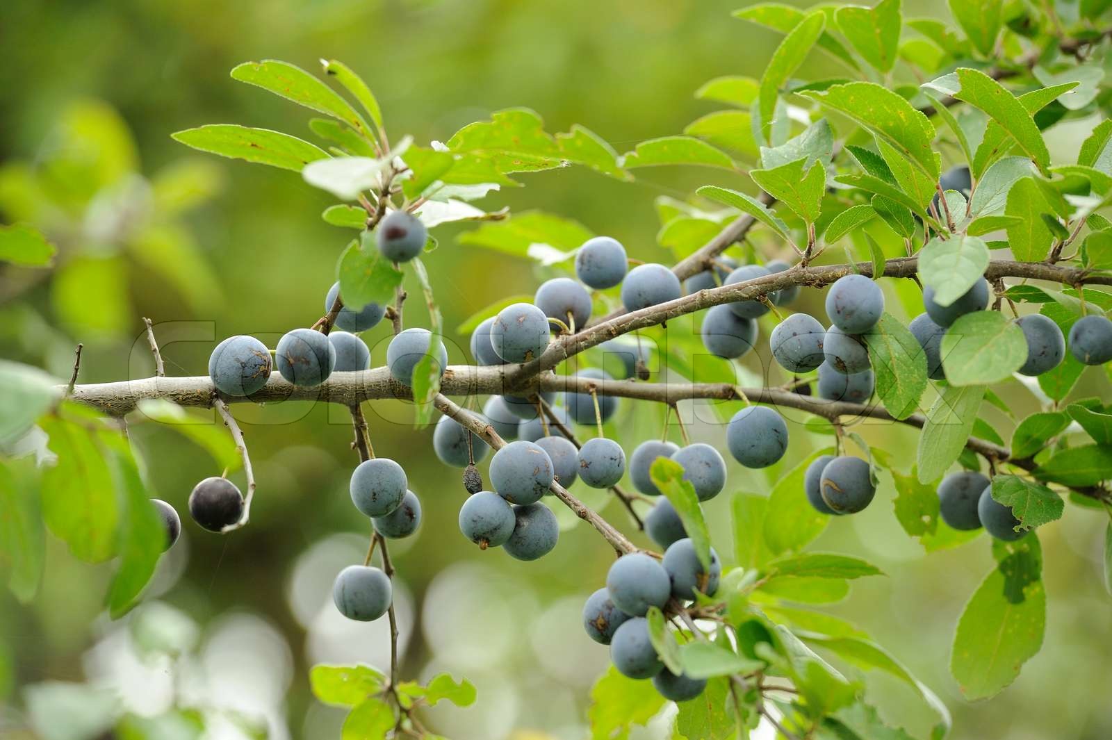 Blackthorn Sloe or Prunus Spinosa on Tree Branch | Stock image | Colourbox