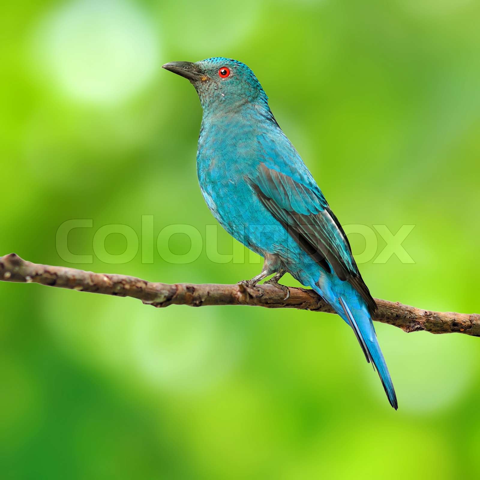 Asian Fairy Bluebird | Stock image | Colourbox