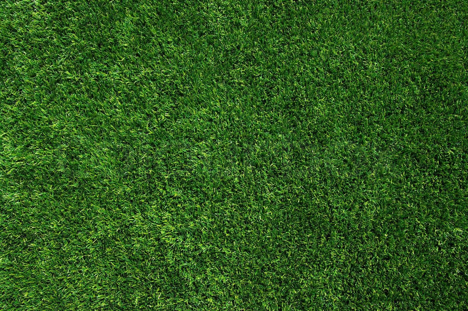 Texture green lawn | Stock image | Colourbox