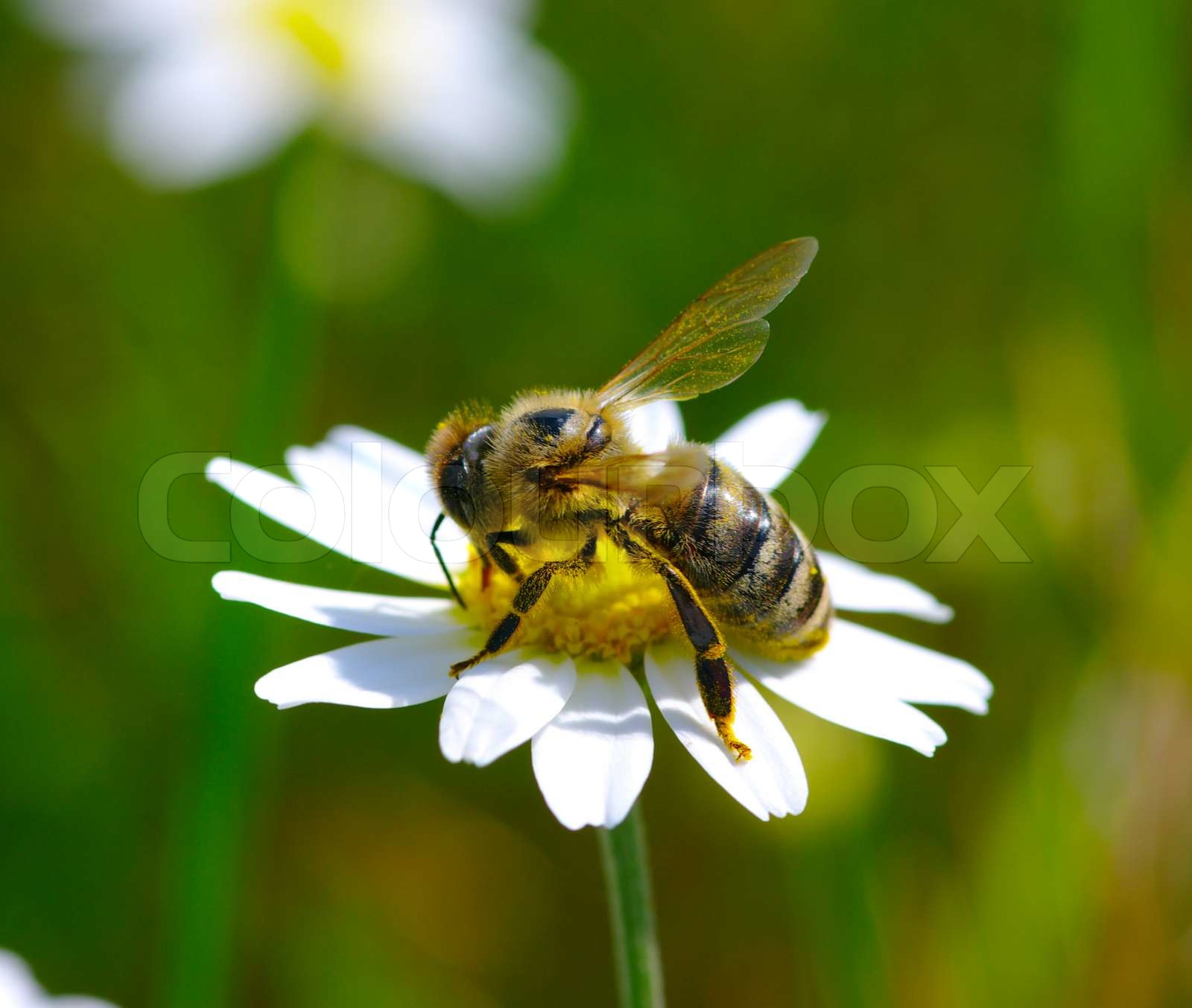 Biene auf Blume | Stock Bild | Colourbox