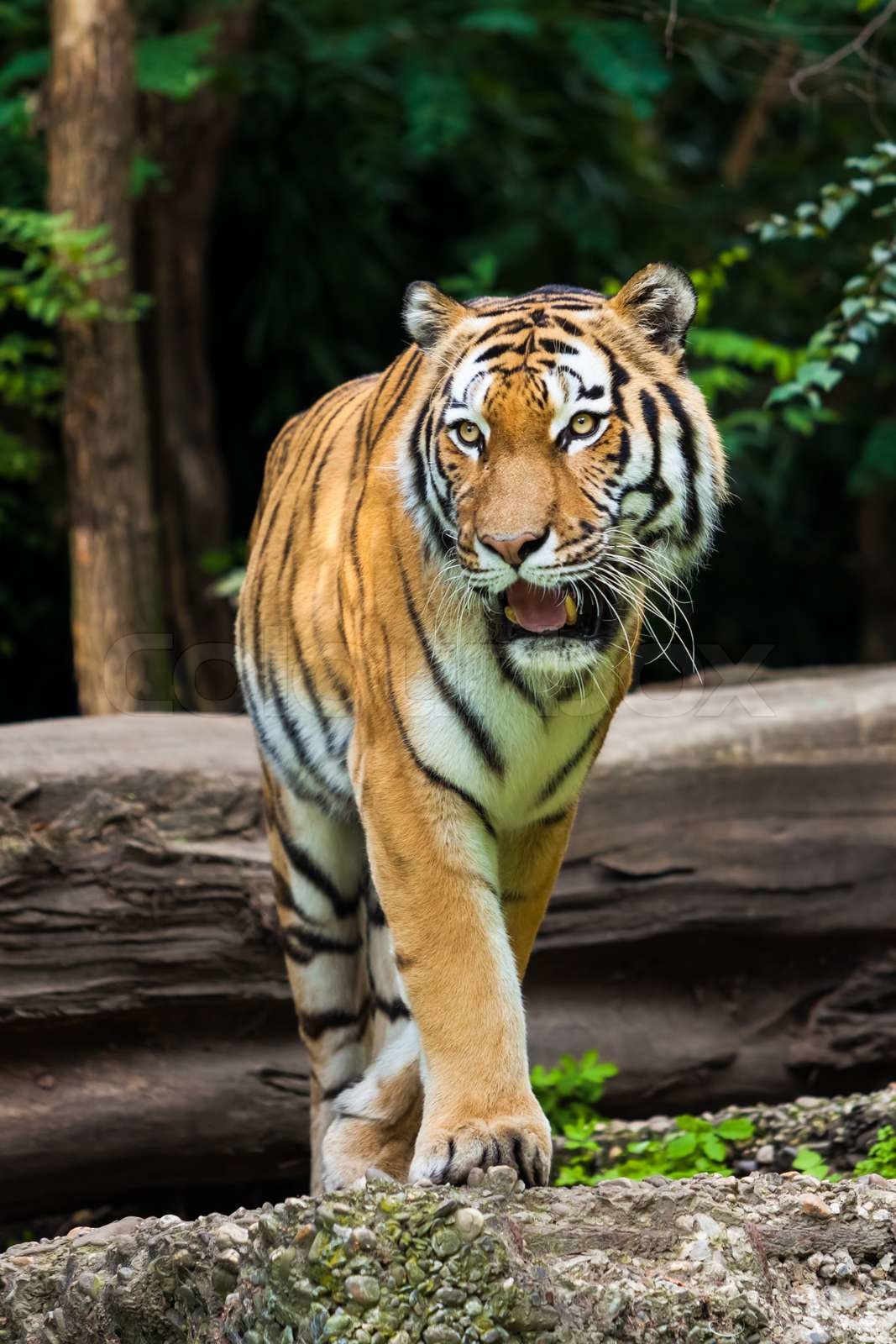 Tiger | Stock image | Colourbox